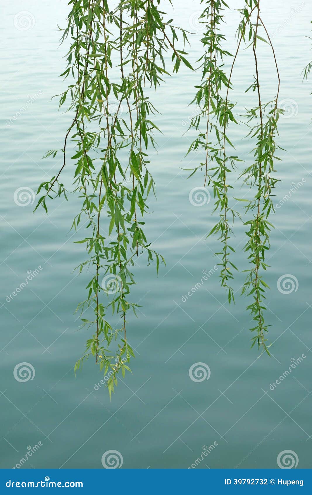 Willow leaves stock photo. Image of lush, nature, calm - 39792732