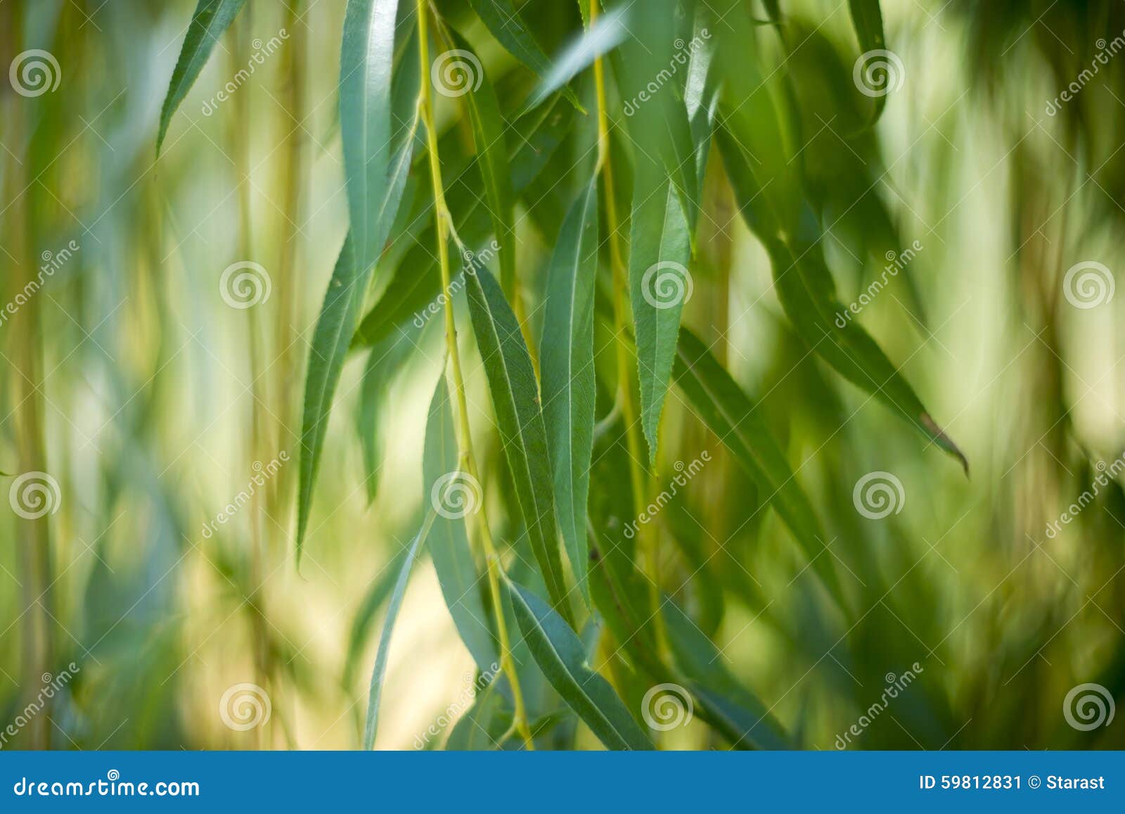 Willow Leaves Backgrounds Stock Image | CartoonDealer.com #3280705