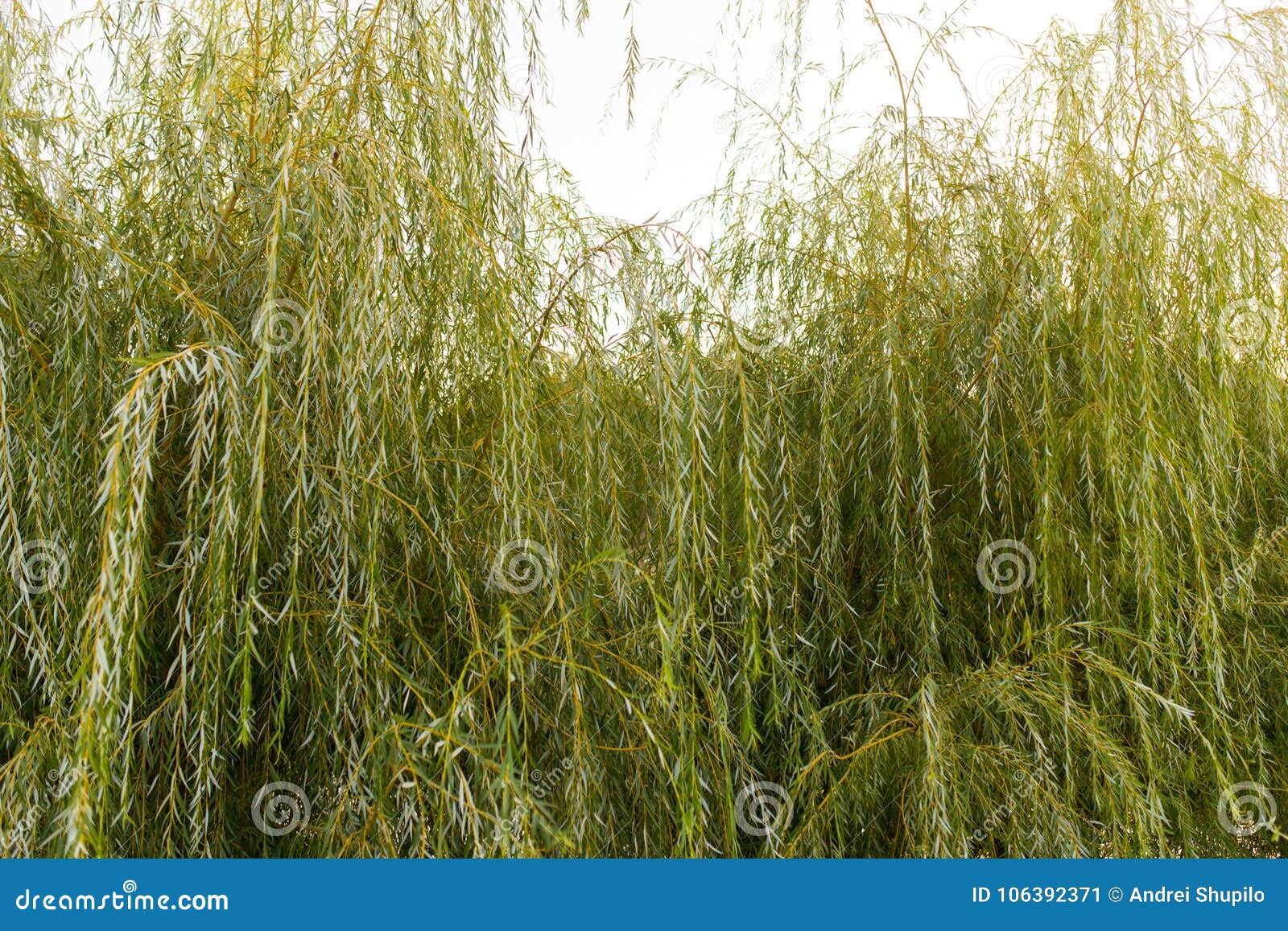 Willow leaves in nature stock image. Image of leaf, beauty - 106392371