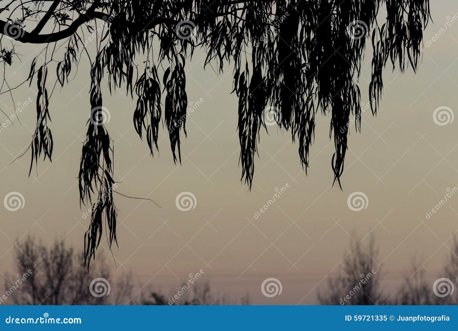 Willow leaves silhouette stock image. Image of twilight - 59721335