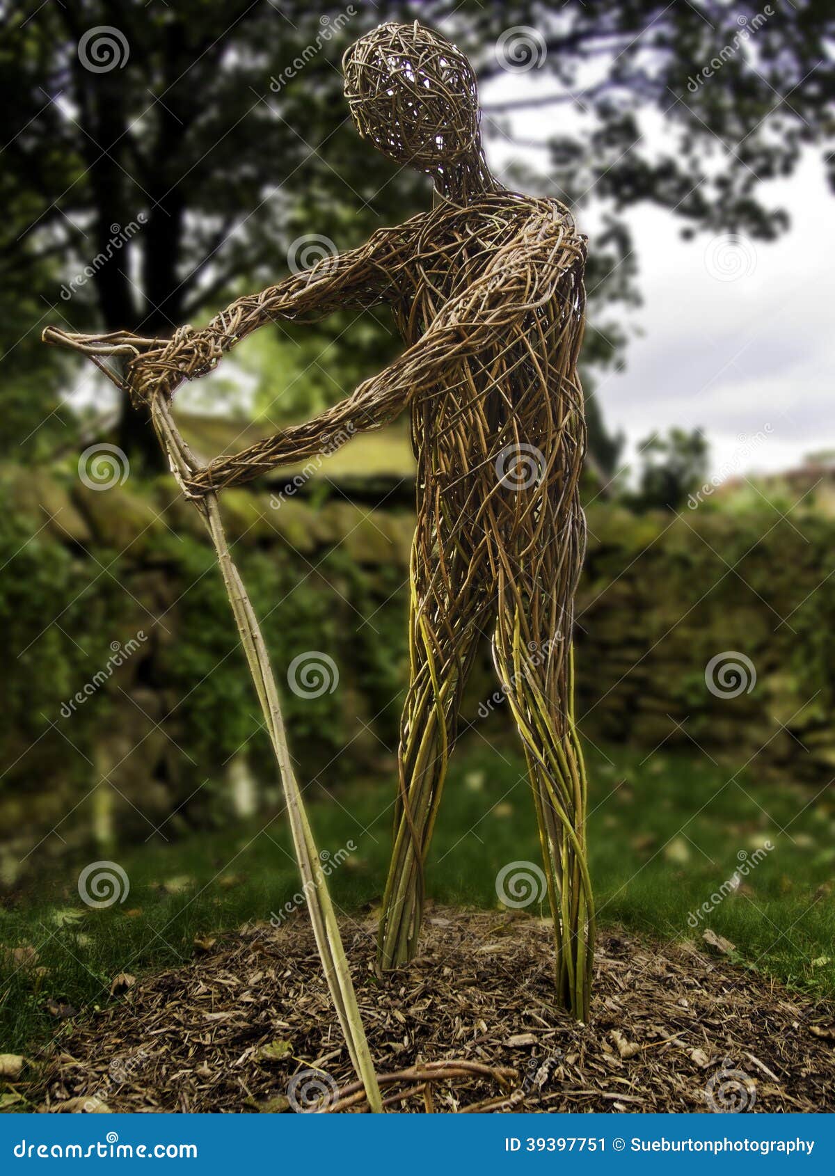 Willow Men, editorial photo. Image of growing, lancashire - 39397751