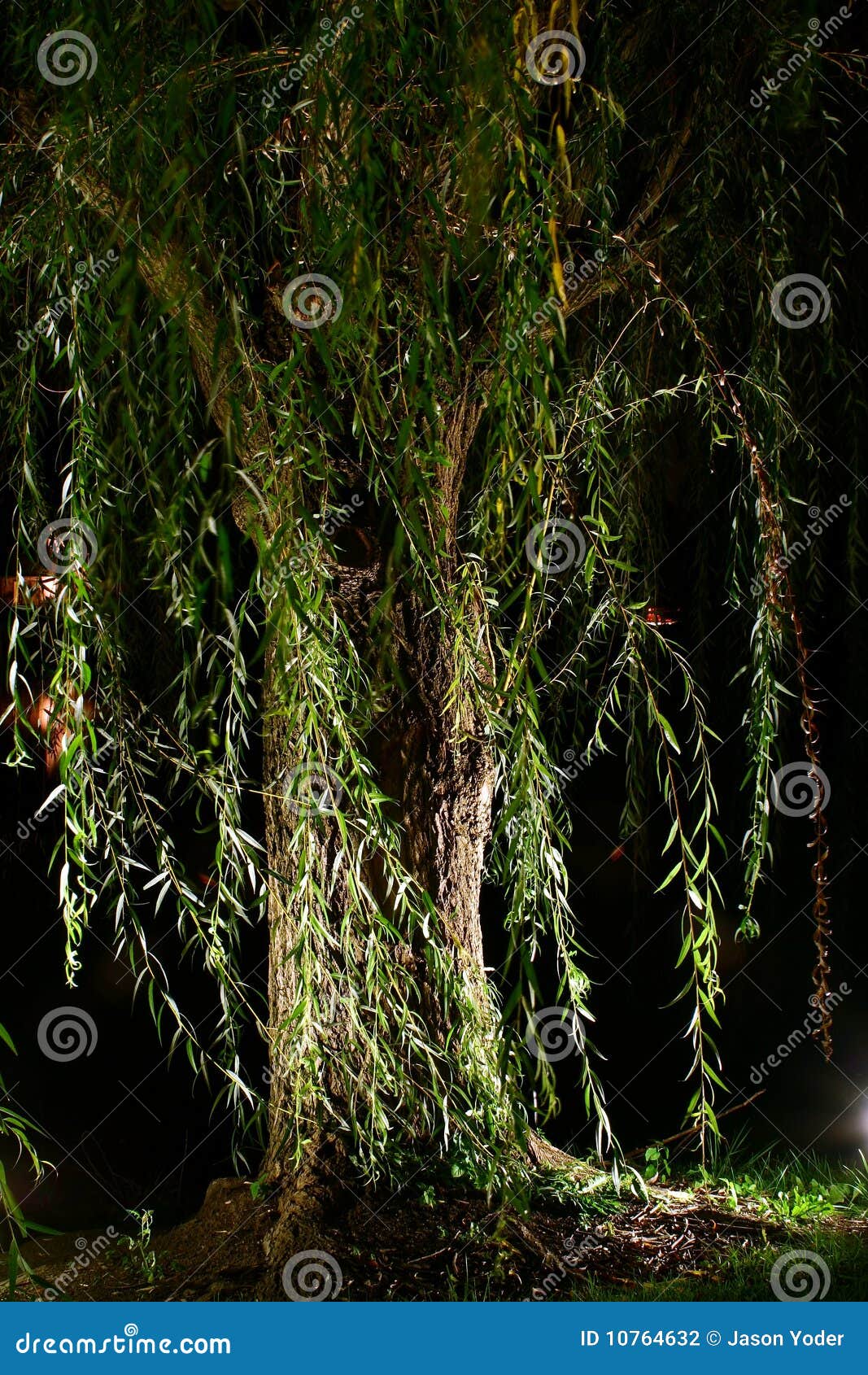 Willow at night stock photo. Image of shadow, large, outdoors - 10764632