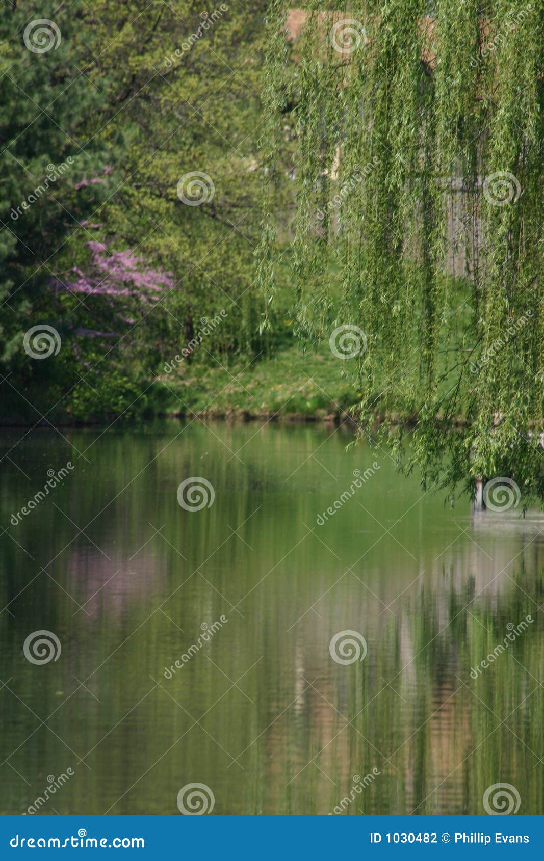 Willow over Water stock photo. Image of shoreline, green - 1030482