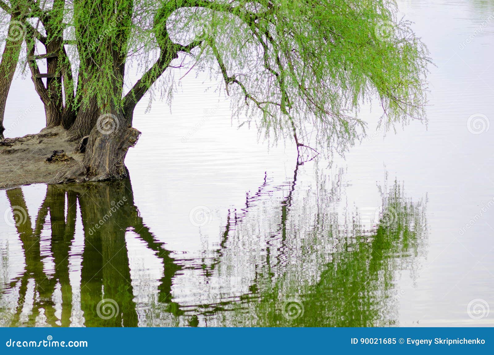 Willow over the water stock image. Image of haze, beautiful - 90021685