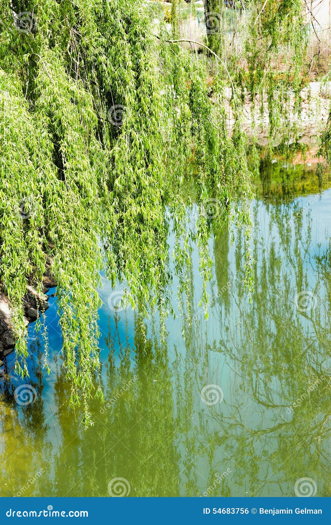 Willow over water stock photo. Image of nature, branch - 54683756