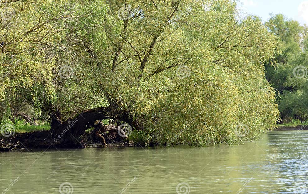 Willow over the water stock image. Image of weeping, danube - 40088061