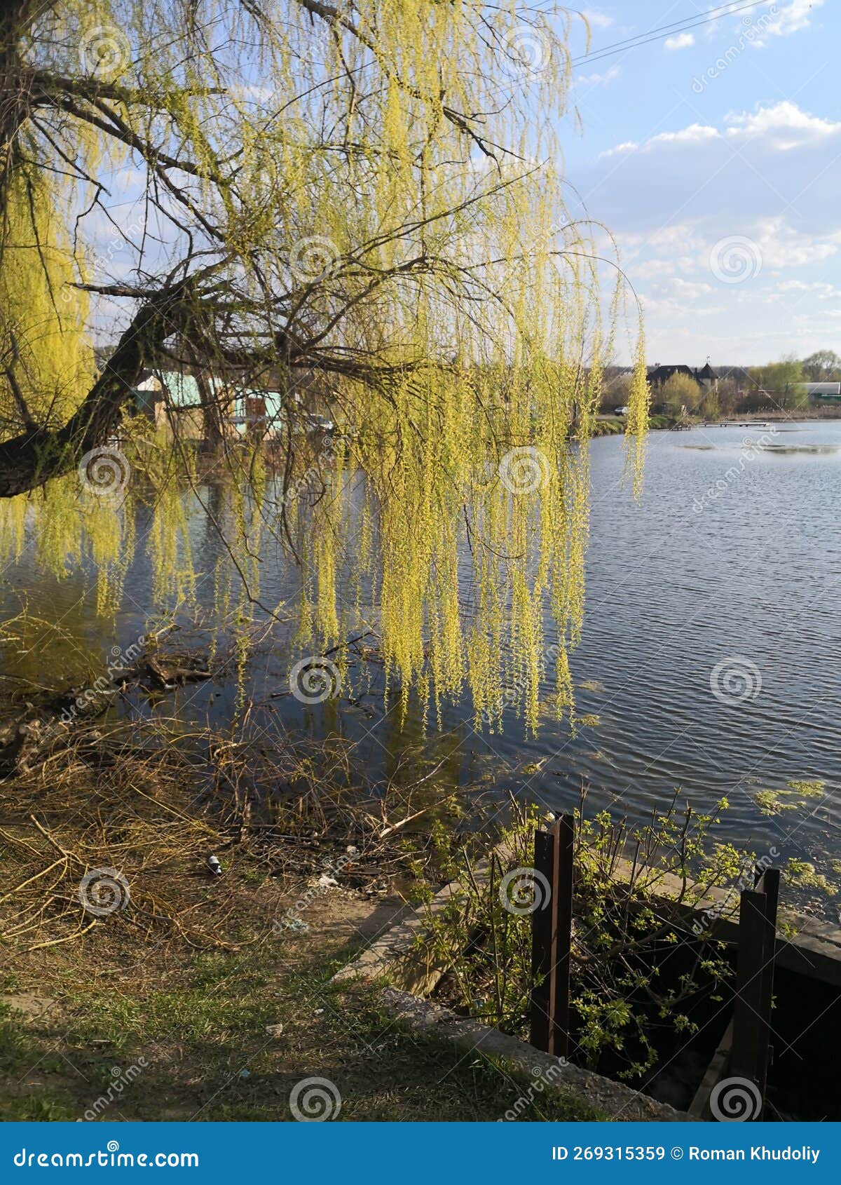 Willow by the pond stock image. Image of branch, lake - 269315359