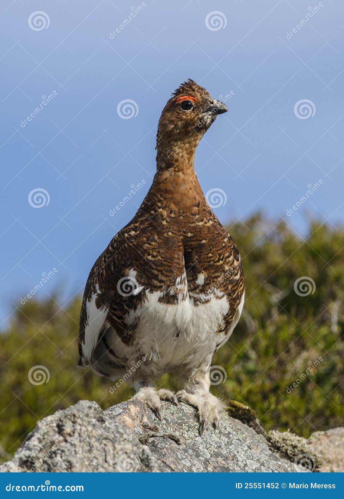 Willow Ptarmigan stock photo. Image of rock, grass, wild - 25551452