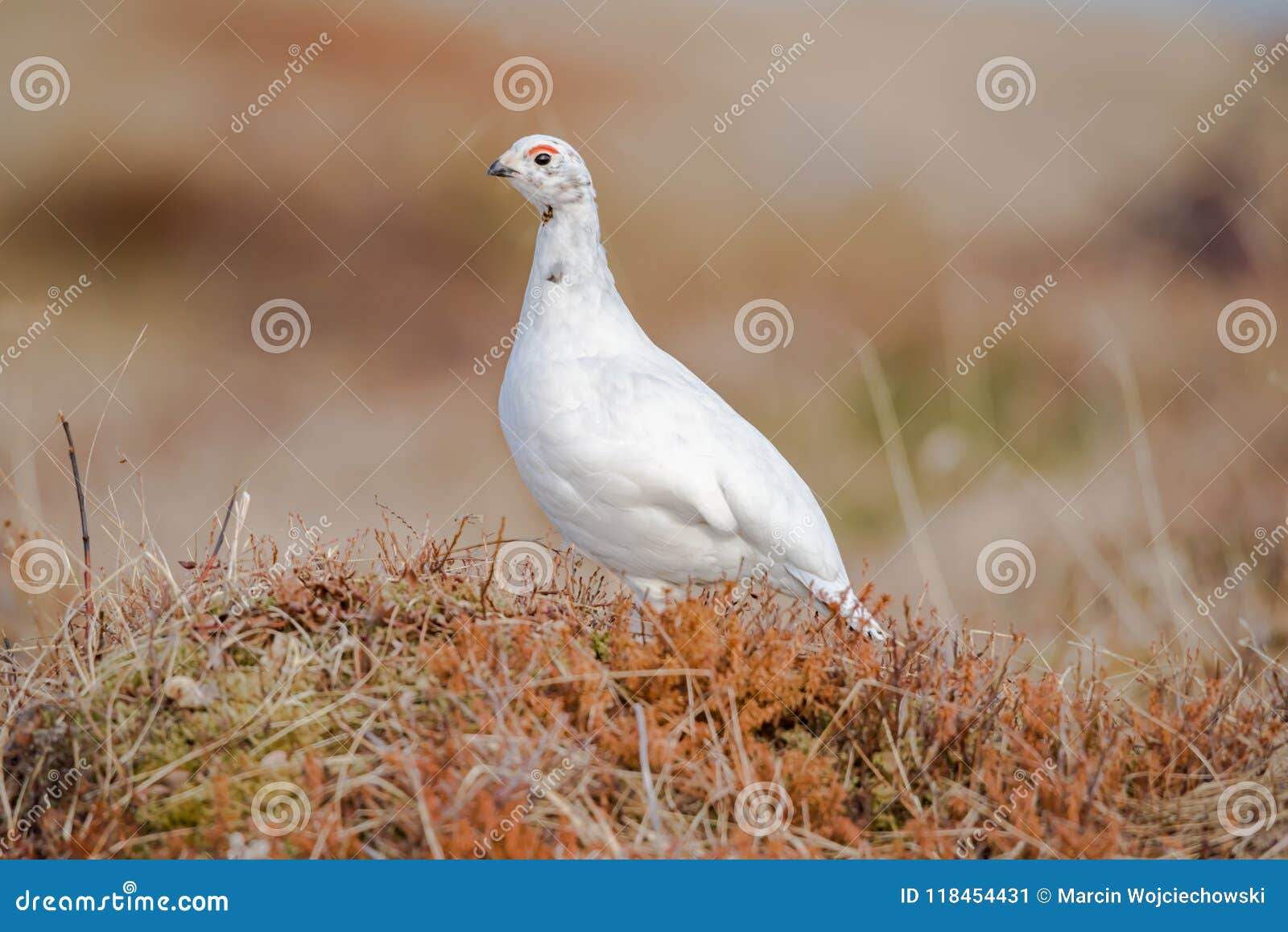 Willow Ptarmigan - Lagopus - Female - Bird with Red Eyebrows Stock ...
