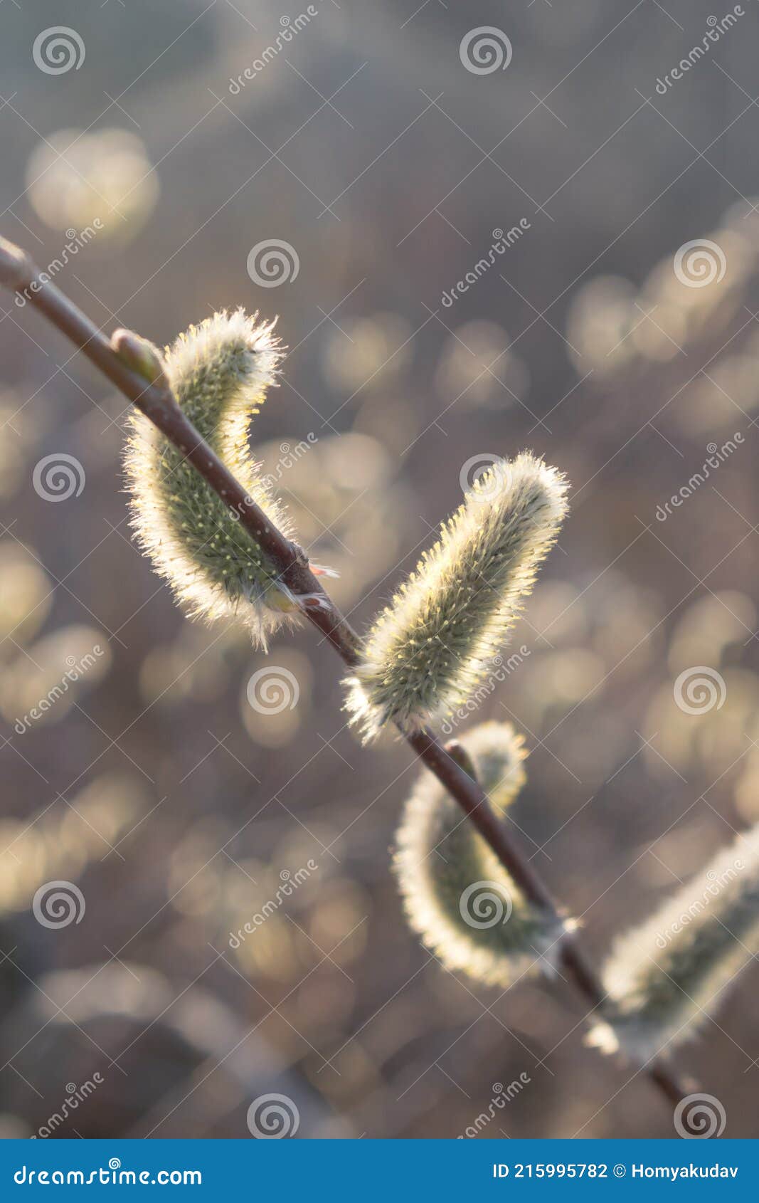 Willow Pussy-willow in Spring Stock Photo - Image of field, crimea ...
