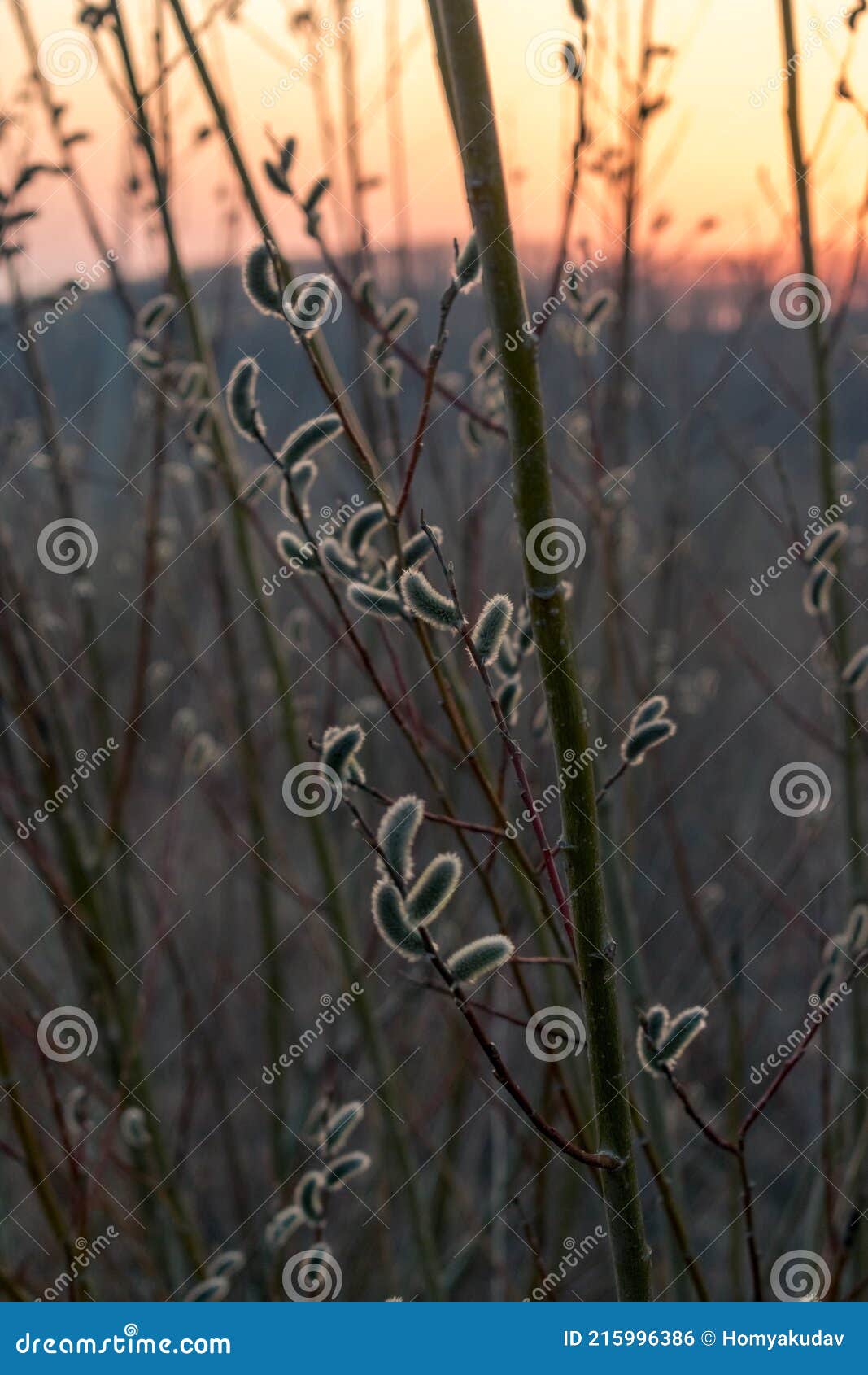 Willow Pussy-willow in Spring Stock Photo - Image of crimea, forest ...