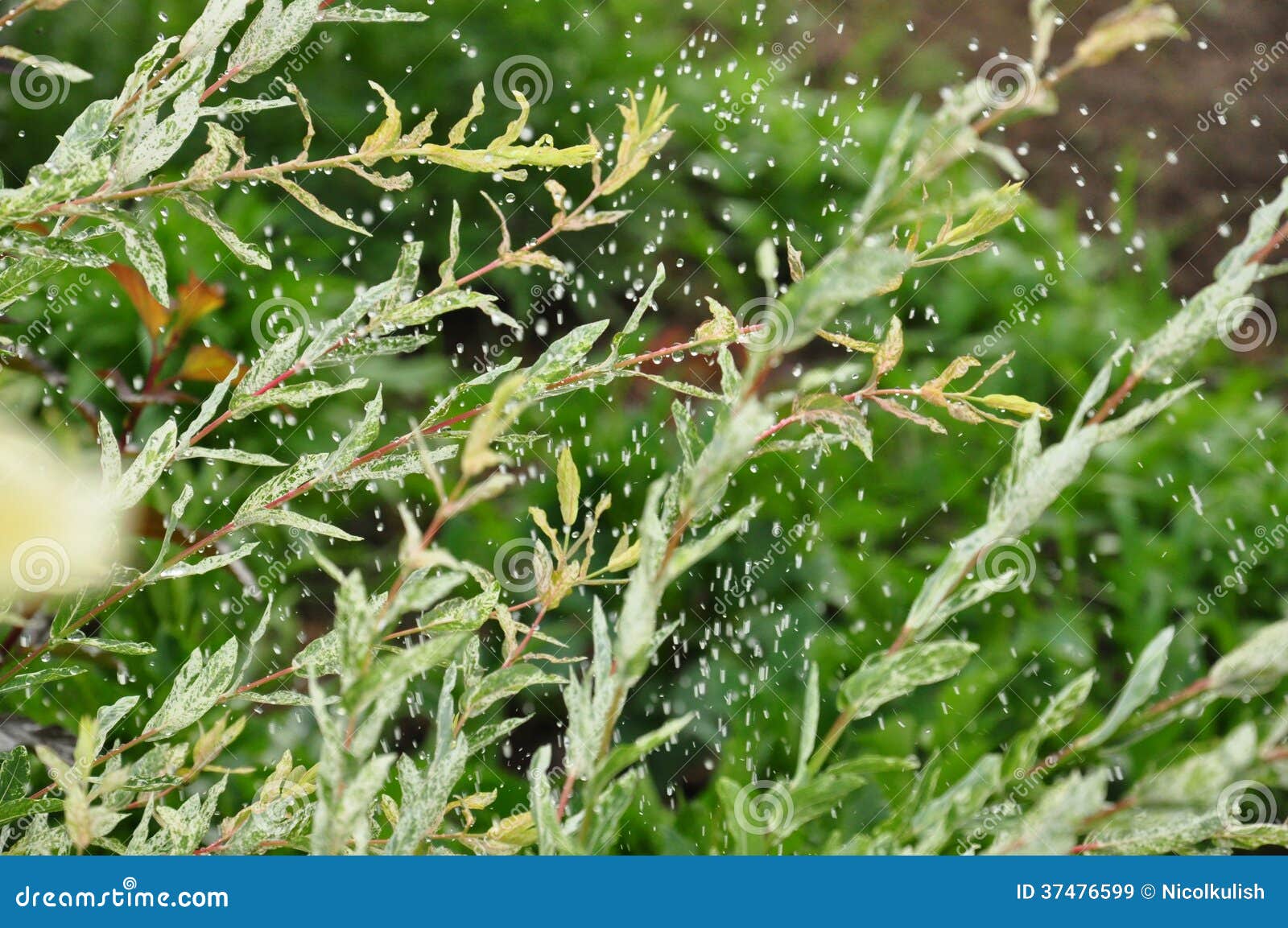 Willow in the rain stock image. Image of outdoors, plant - 37476599