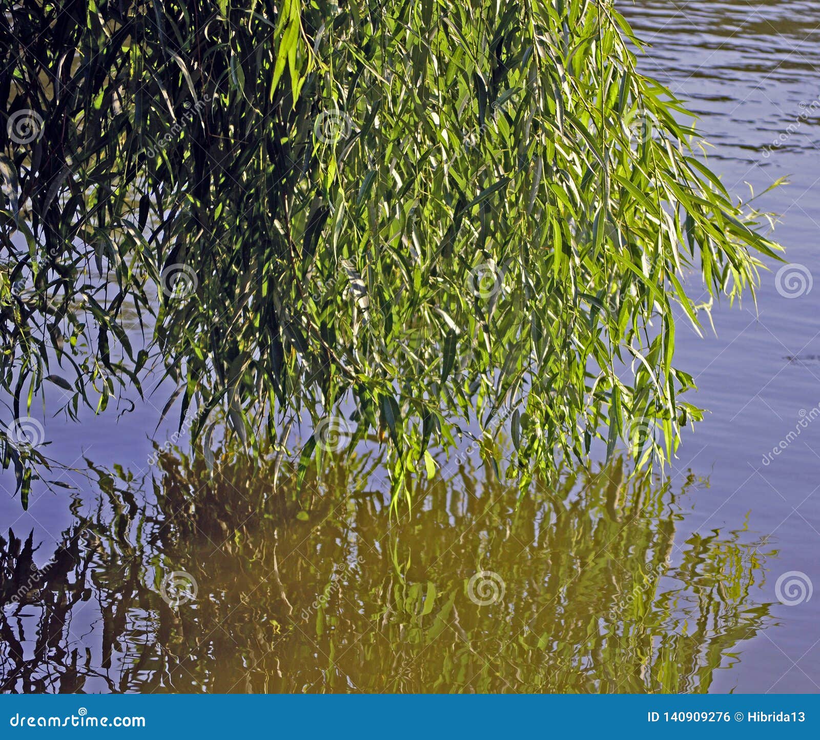 Willow reflected in water stock photo. Image of green - 140909276