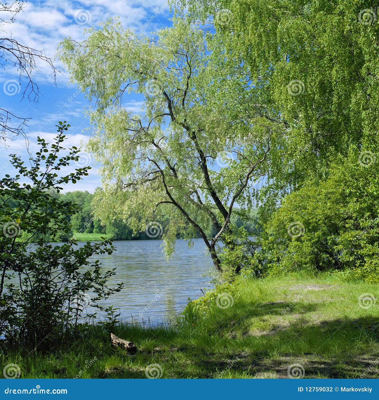 Willow on the river stock photo. Image of forest, lake - 12759032