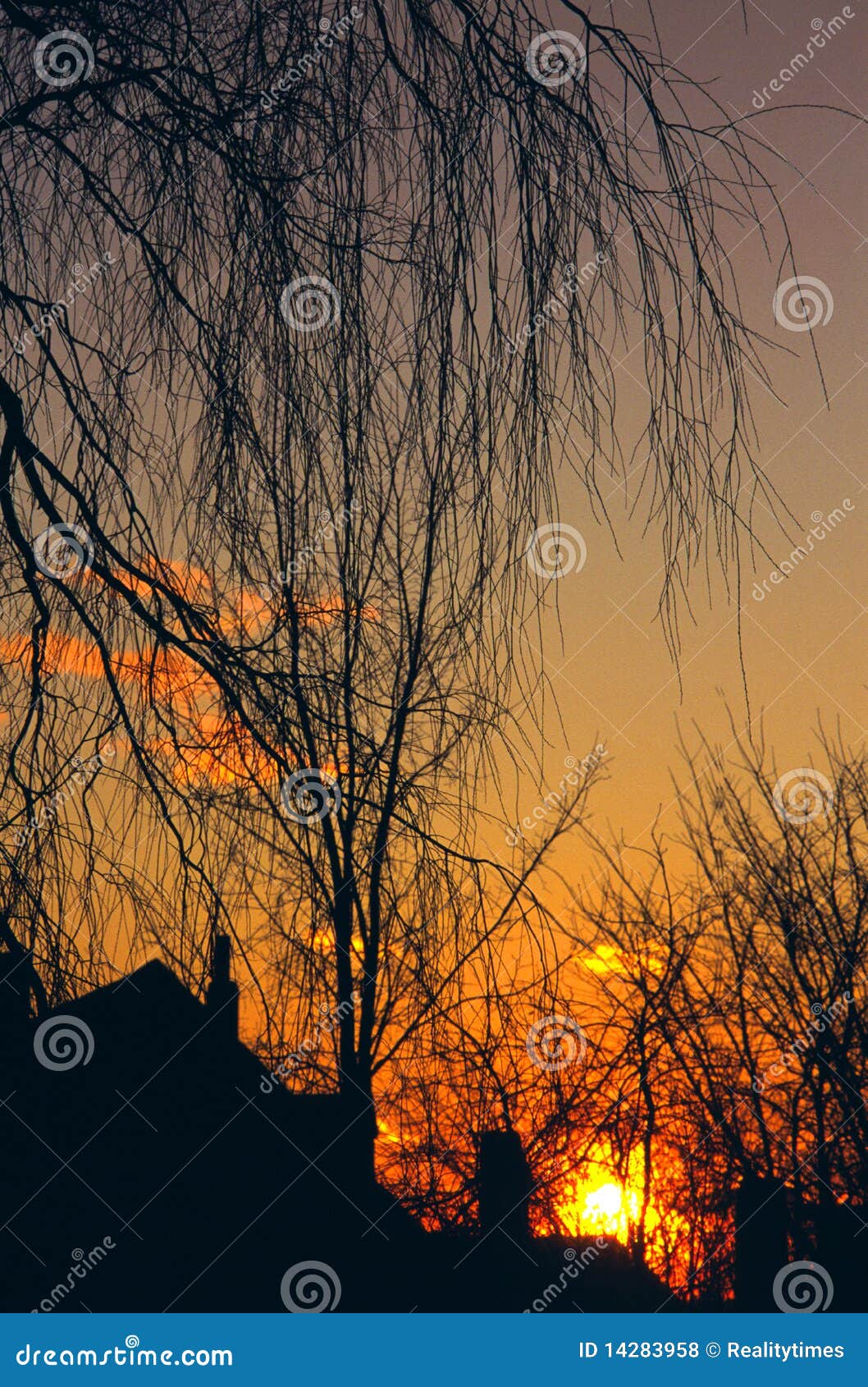 Willow and Rooftops at Sunset Stock Photo - Image of blazing, roofs ...