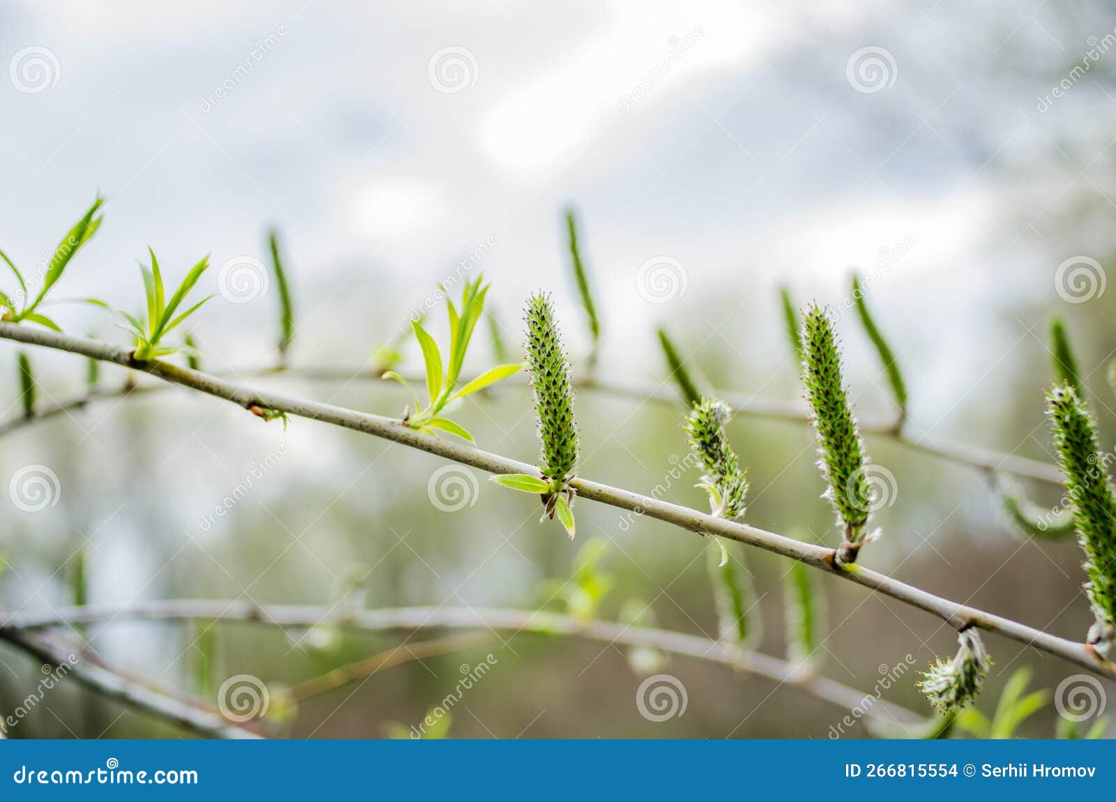 Disease Of Salix Leaves Close-up. Damage To Gall Mites. Aculus ...