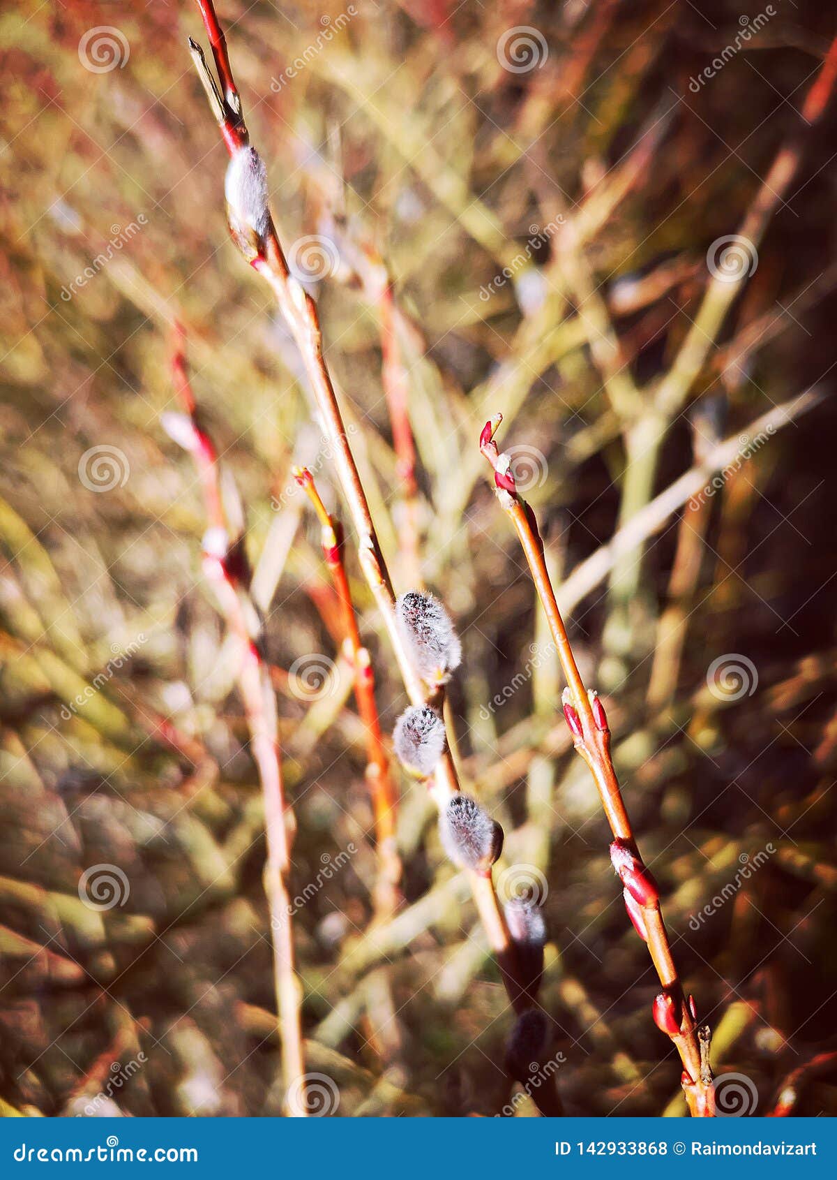 Willow Salix Caprea Branches Backgound Stock Photo - Image of salix ...