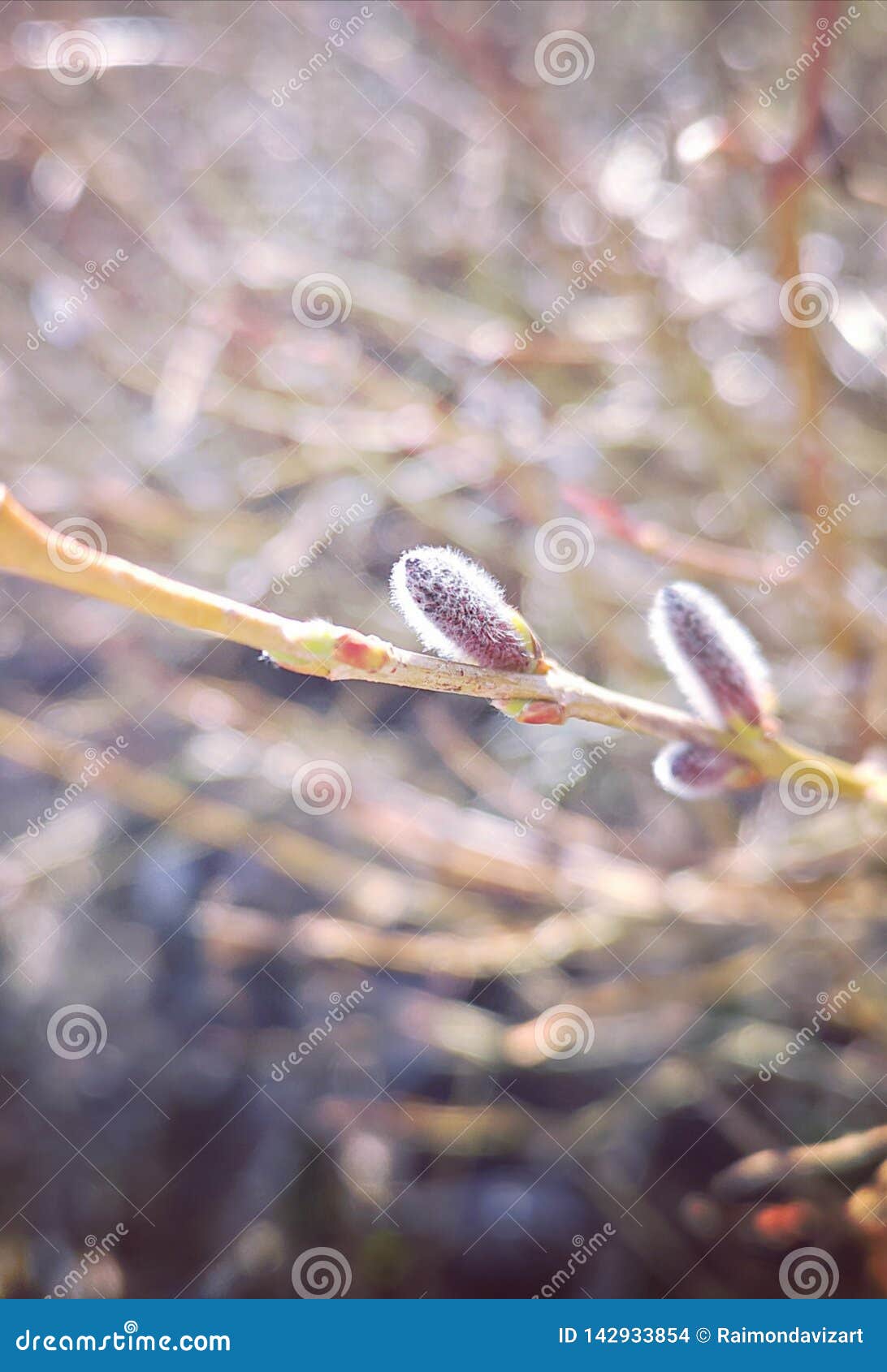 Willow Salix Caprea Branches Backgound Stock Photo - Image of salix ...