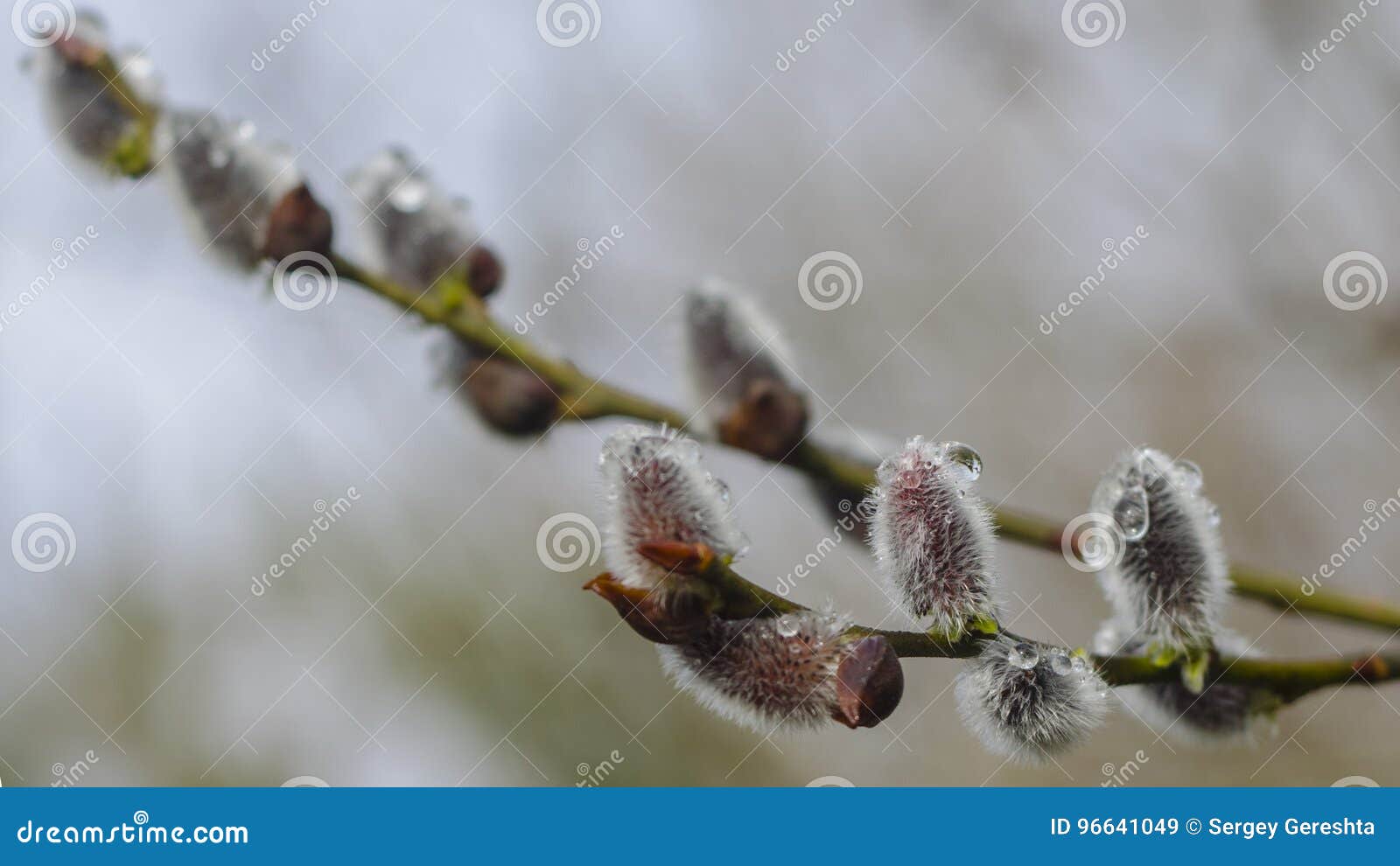 Willow stock image. Image of ukraine, tree, branches - 96641049