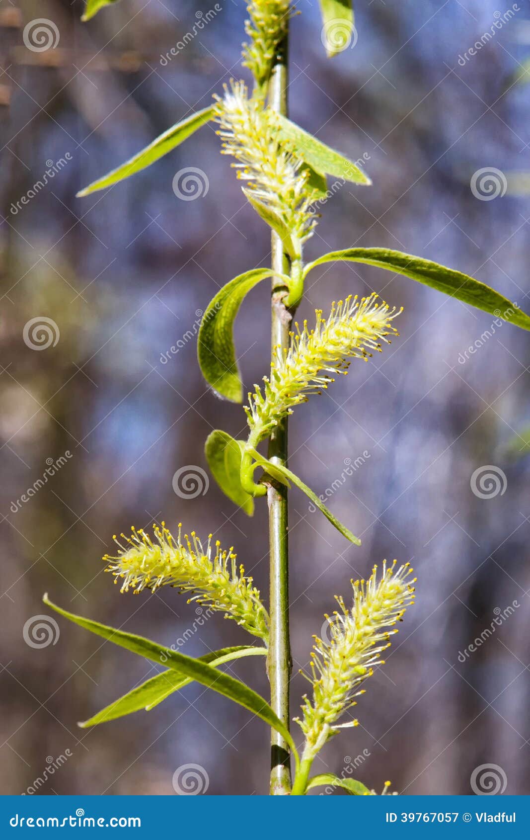 Willow stock image. Image of blossom, yellow, beauty - 39767057