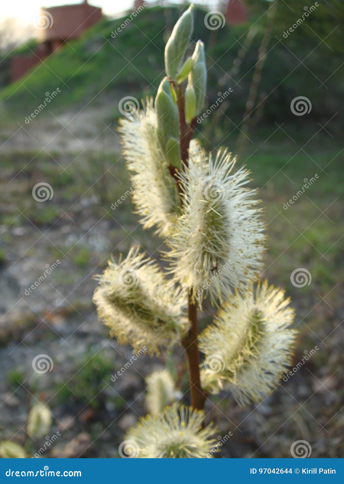 Willow at Spring in Russia stock photo. Image of spring - 97042644