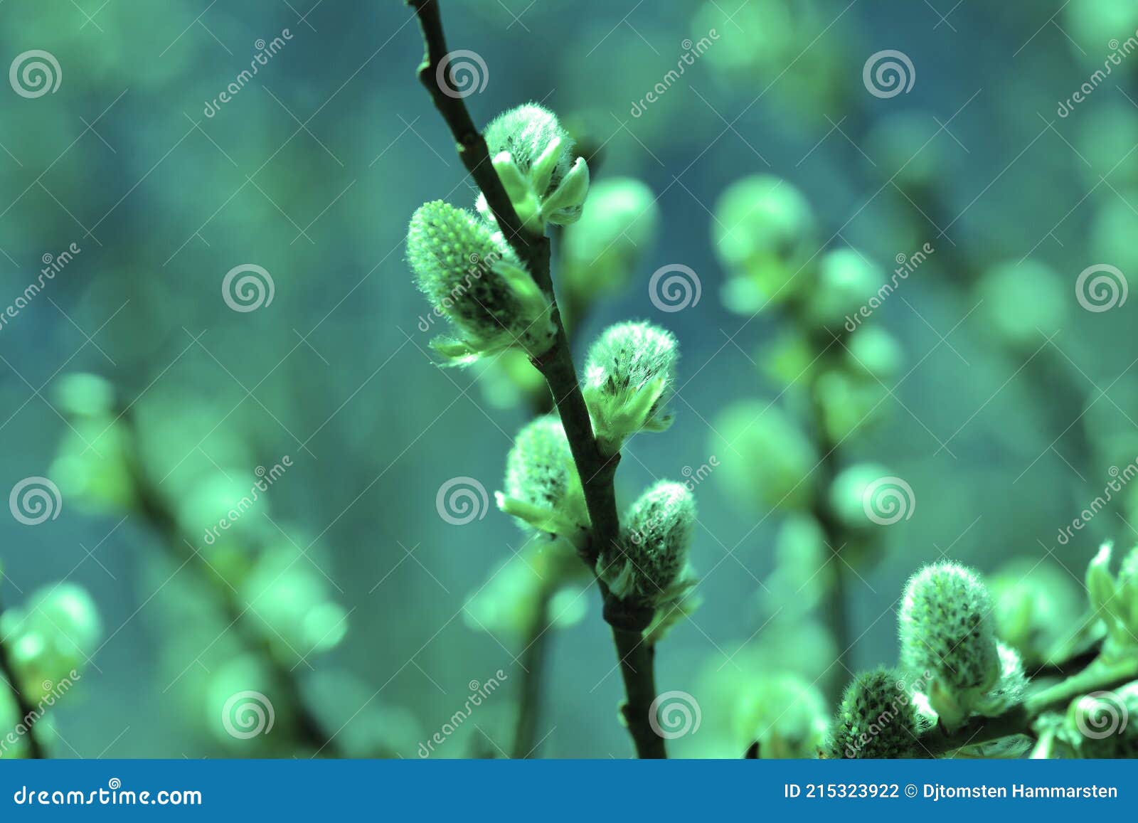 Willow in the Spring that is about To Bloom Stock Photo - Image of ...