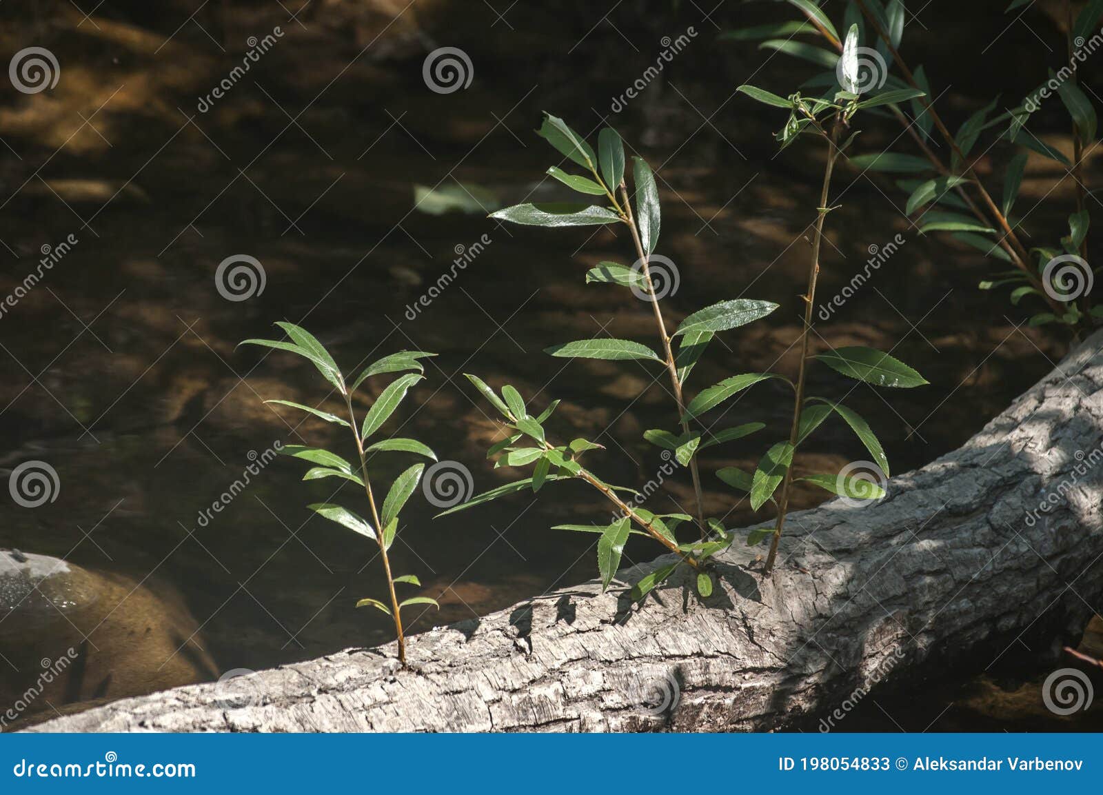 Willow sprout closeup stock image. Image of natural - 198054833