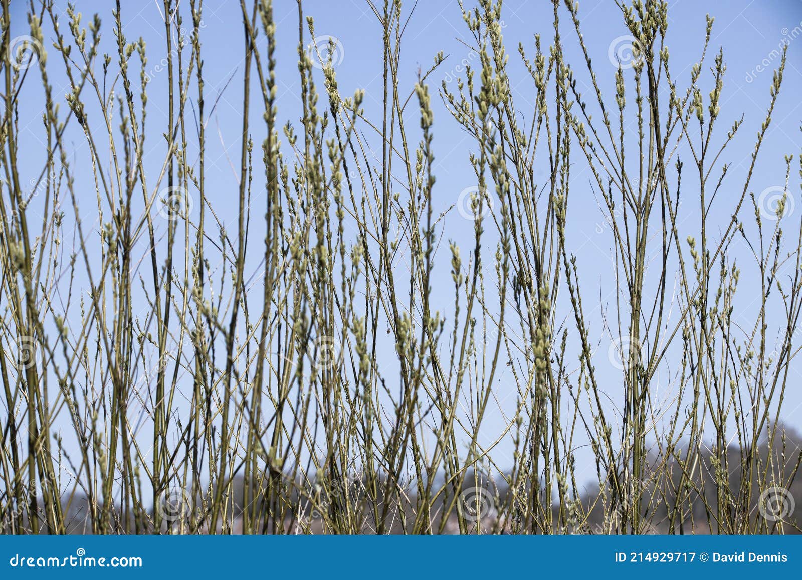 Willow Stems And Whips Background Poster Showing White Willow Buds In ...