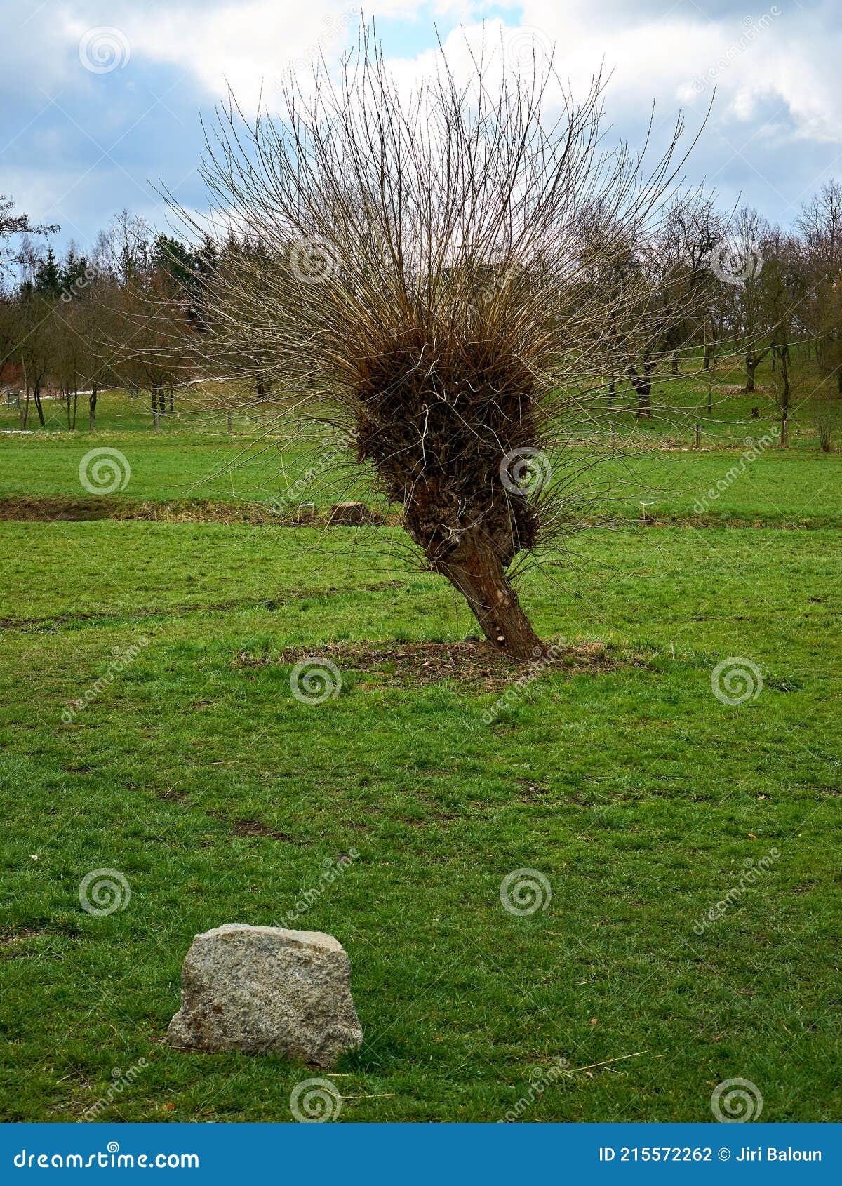 Willow and stone stock photo. Image of trees, willow - 215572262