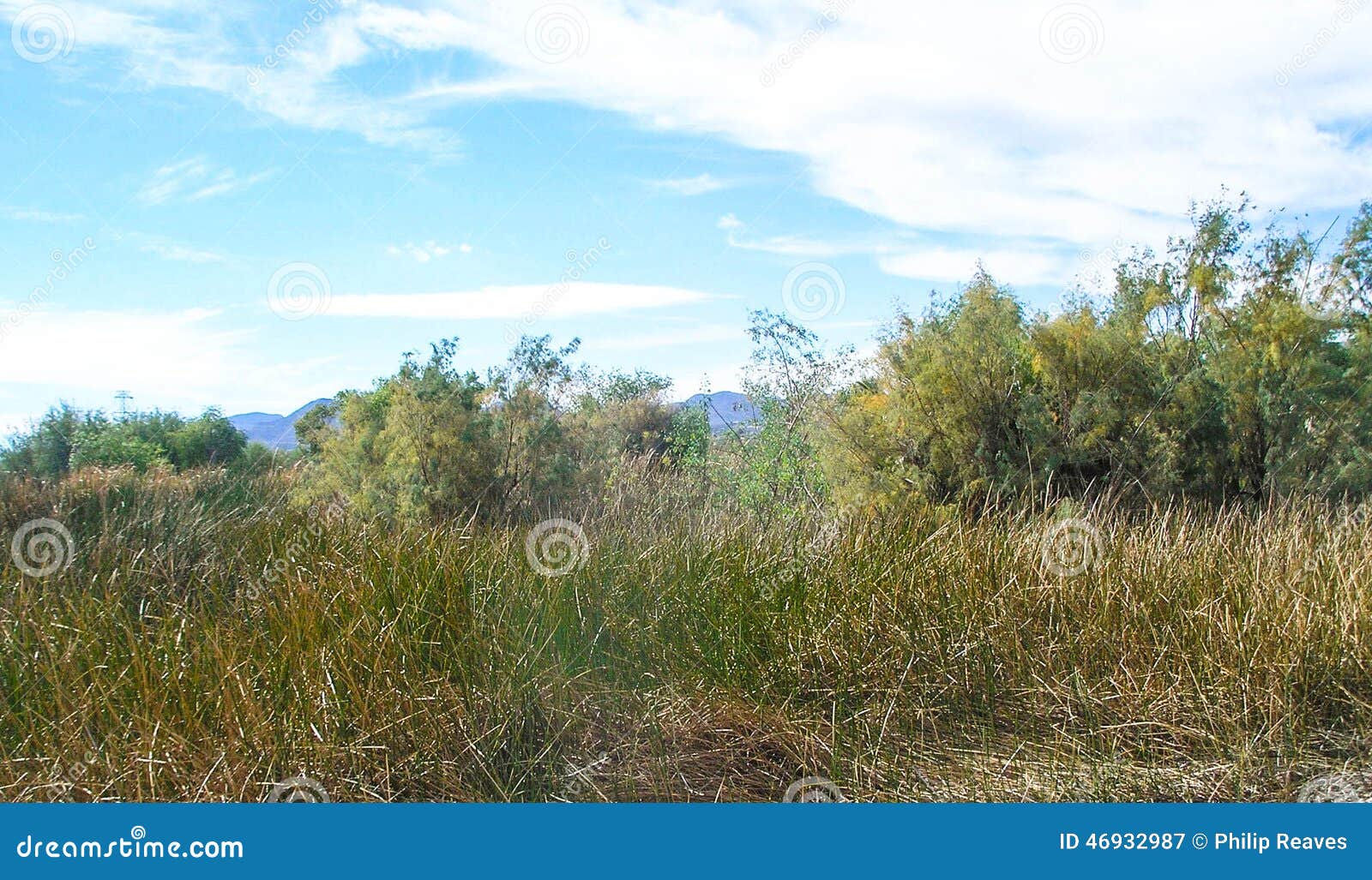 Willow and Tall Grass stock image. Image of leaves, peace - 46932987