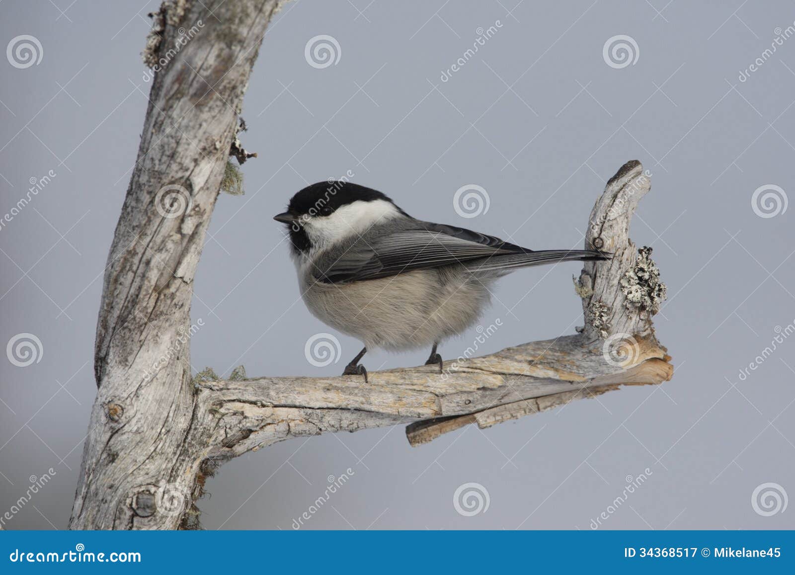 Willow Tit, Parus Montanus Borealis Stock Image - Image of europe ...