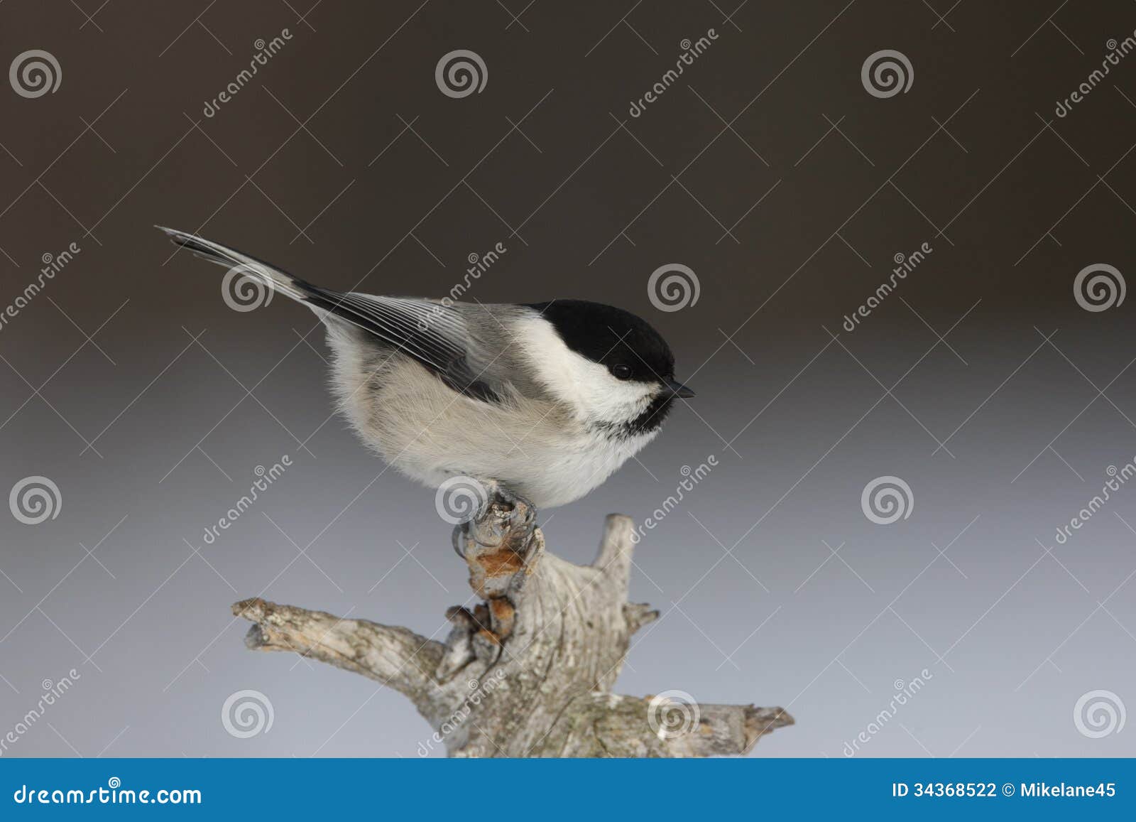 Willow Tit, Parus Montanus Borealis Stock Photo - Image of snowy, parus ...