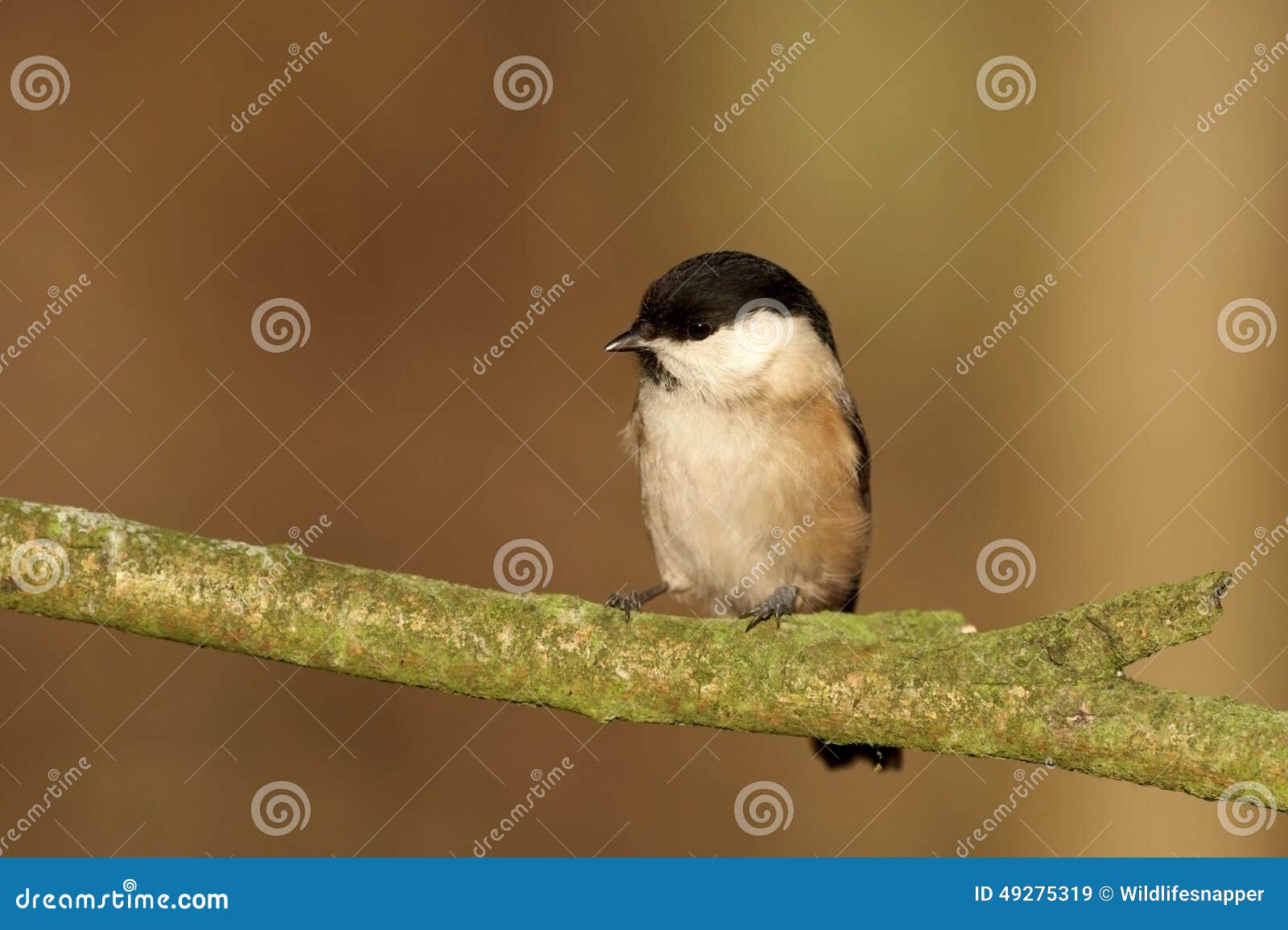 Willow Tit - Parus Montanus Stock Image - Image of branch, bird: 49275319