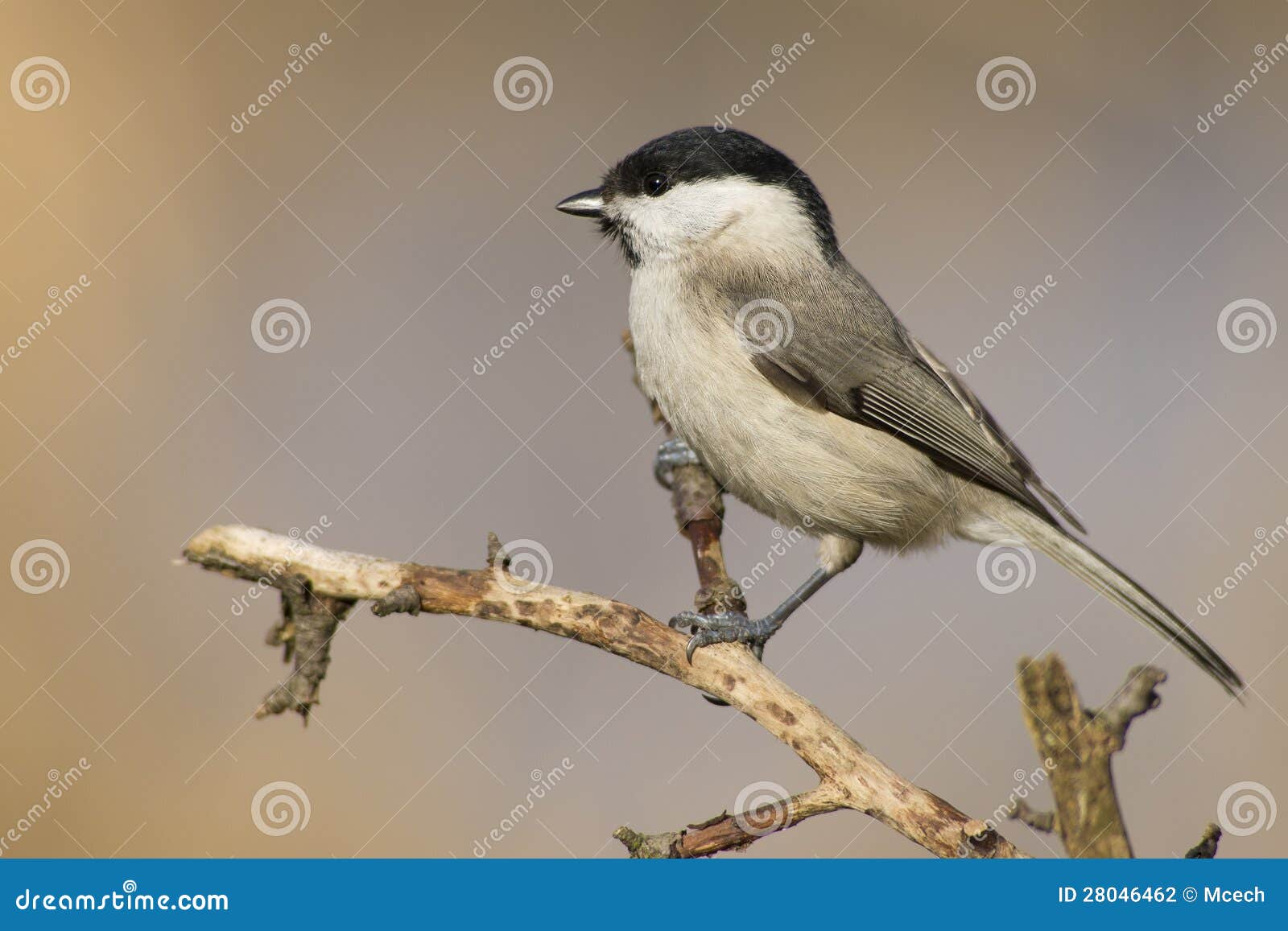 Willow Tit (Poecile Montanus) Stock Photo - Image of willow, montanus ...