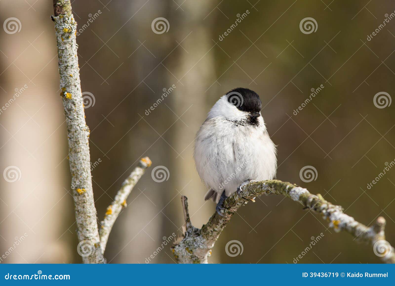 Willow Tit portrait stock image. Image of watching, spring - 39436719