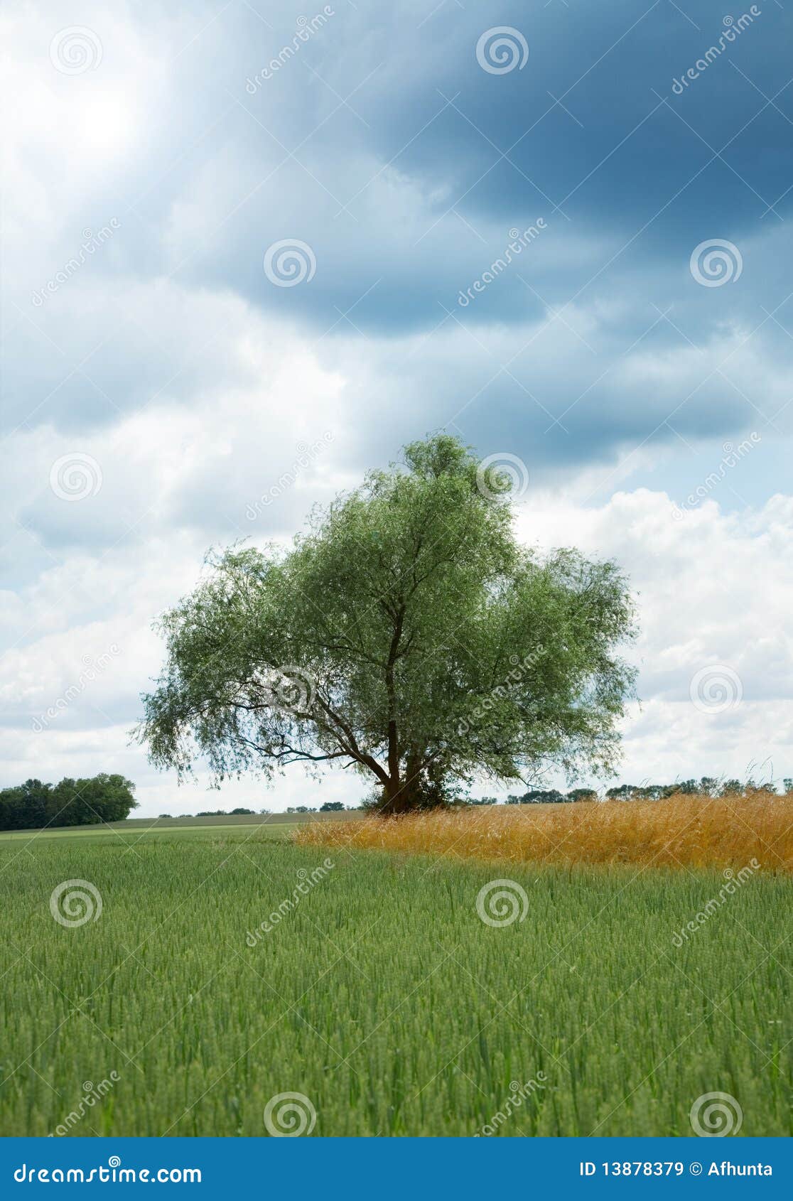 Willow tree stock image. Image of willow, tree, green - 13878379