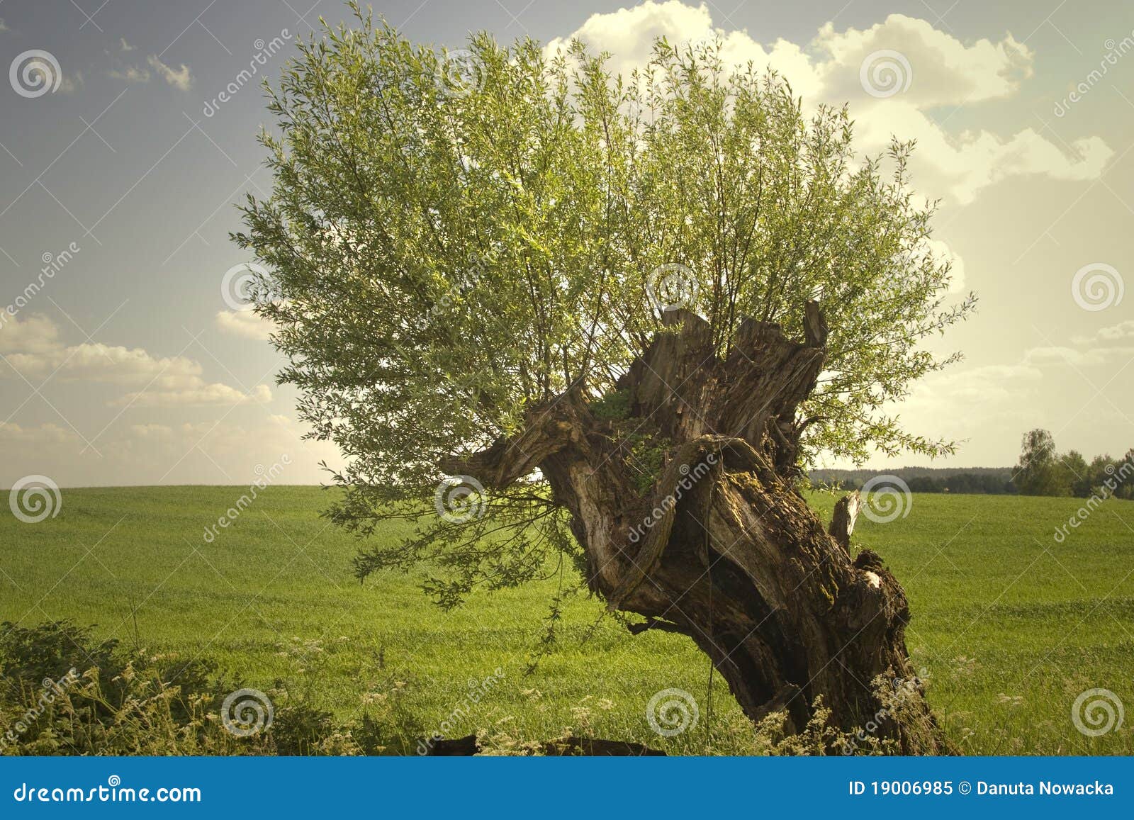 Willow tree stock image. Image of sunny, grass, field - 19006985