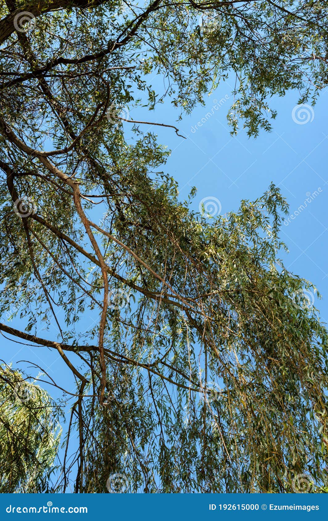 Willow Tree stock photo. Image of green, summer, nature - 192615000