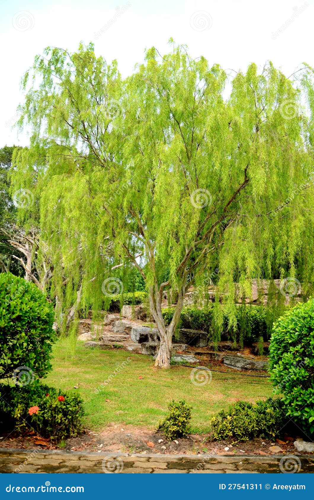 Willow Tree. stock image. Image of branch, scenery, colorful - 27541311