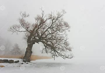 Willow tree stock photo. Image of mist, nature, beautiful - 8210320