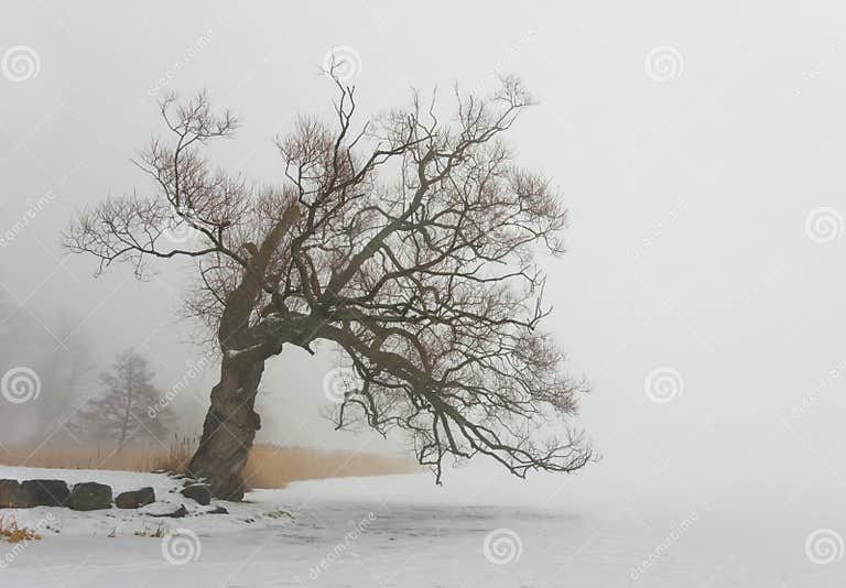 Willow tree stock photo. Image of mist, nature, beautiful - 8210320