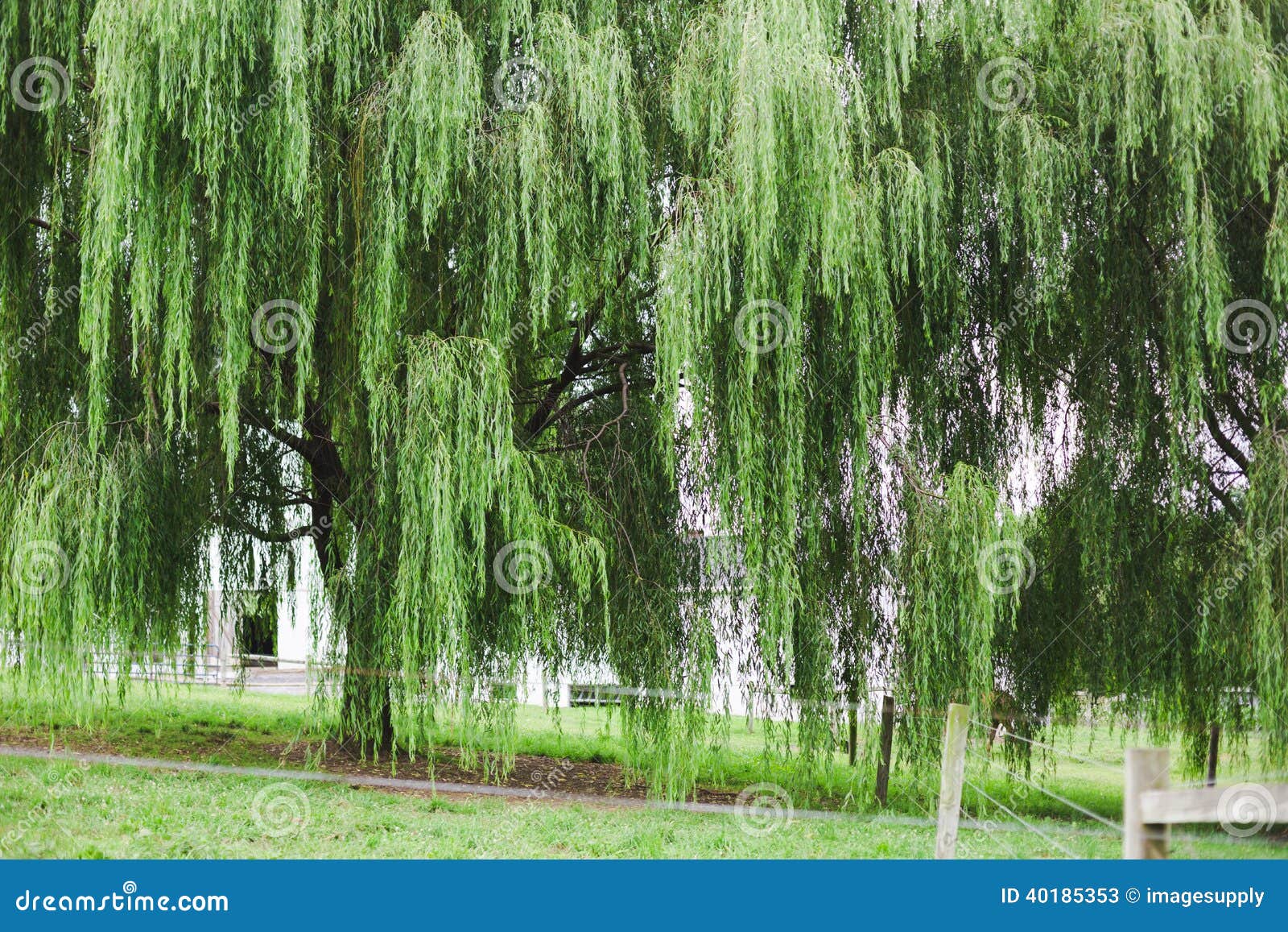 Willow Tree in Amish Country Stock Image - Image of lush, plant: 40185353