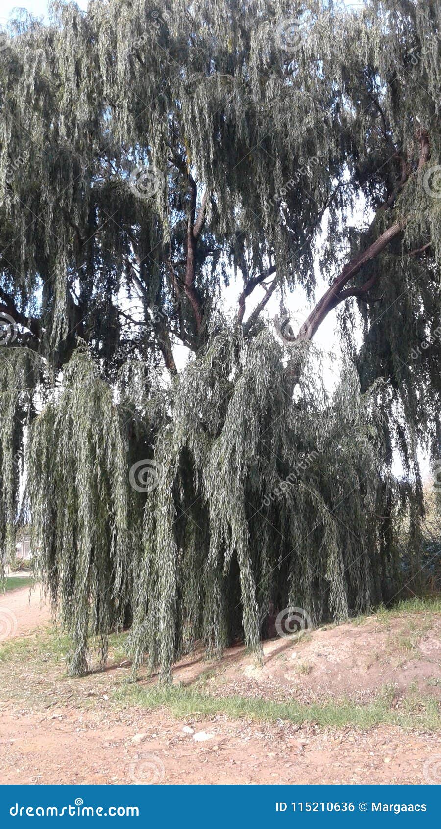 Willow stock photo. Image of flora, nature, tree, willow - 115210636