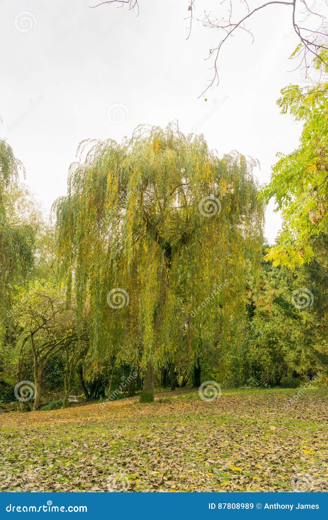 A willow tree in Autumn stock image. Image of twigs, park - 87808989