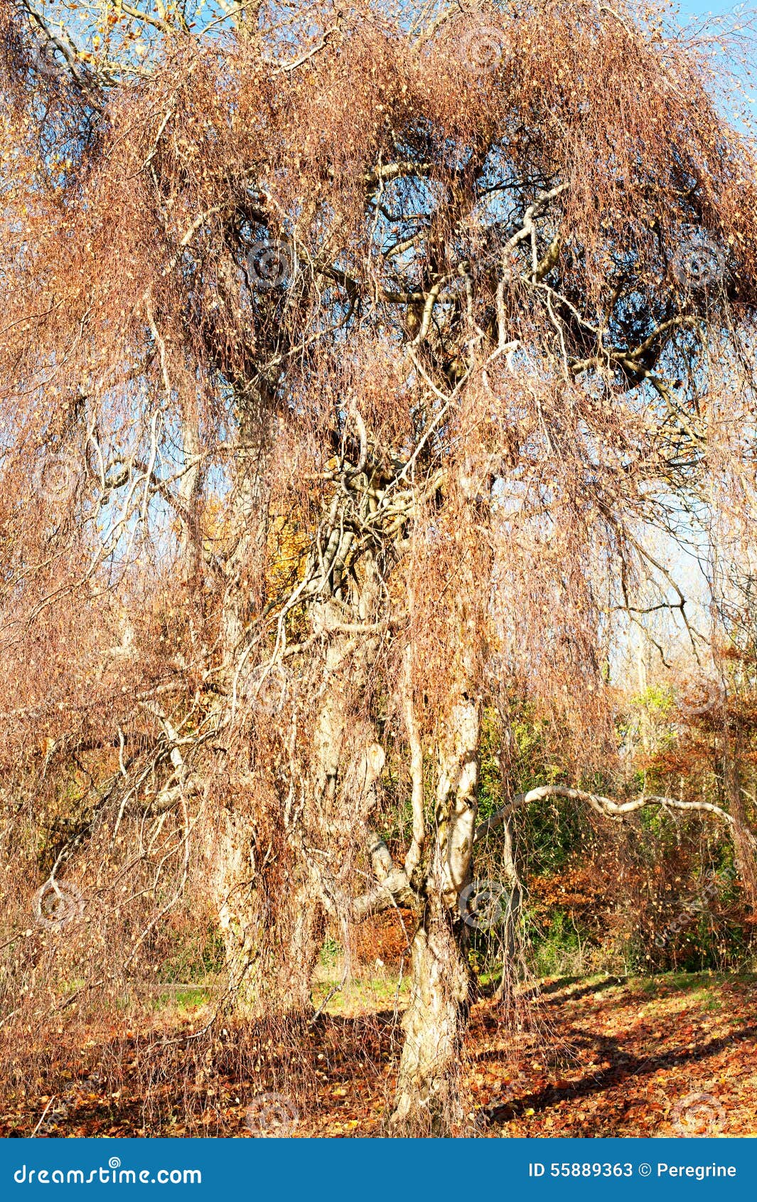 Willow Tree in the Autumn Season Stock Image - Image of blue, branch ...