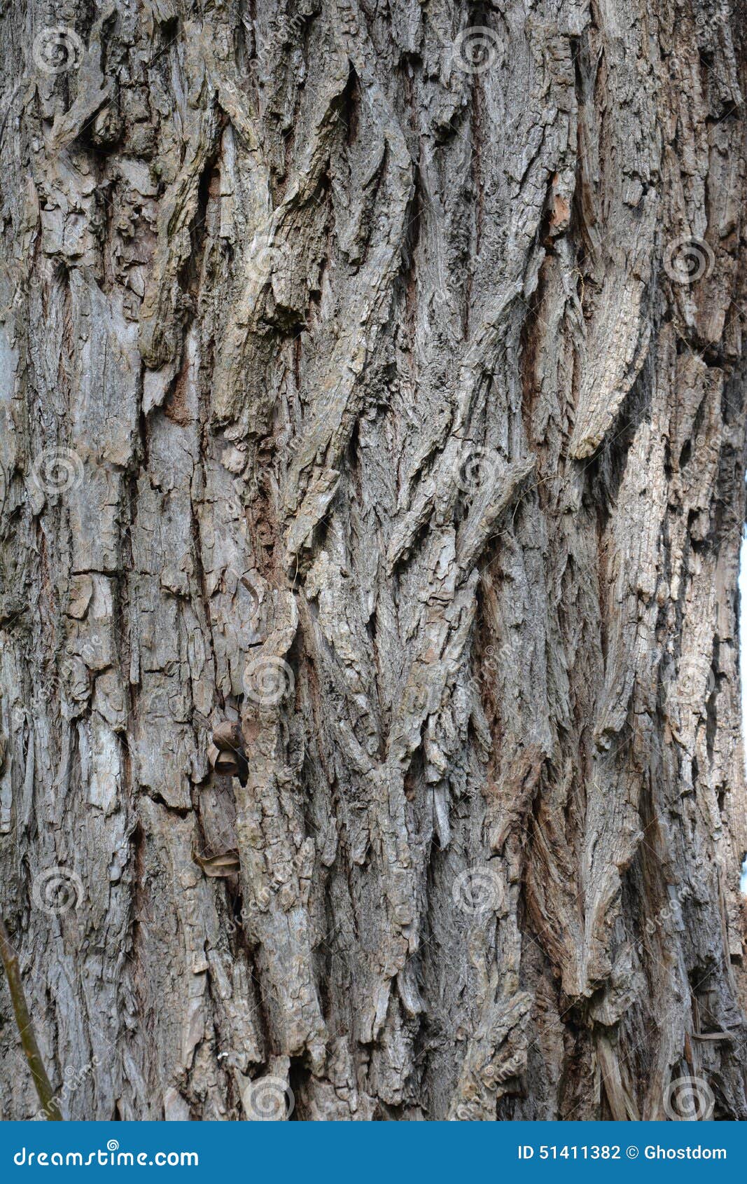 Willow tree bark stock photo. Image of bark, plant, moss - 51411382