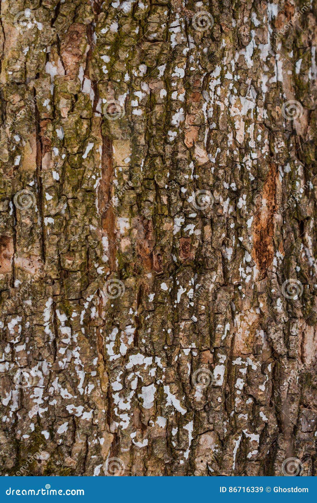 Willow tree bark stock image. Image of yellow, background - 86716339
