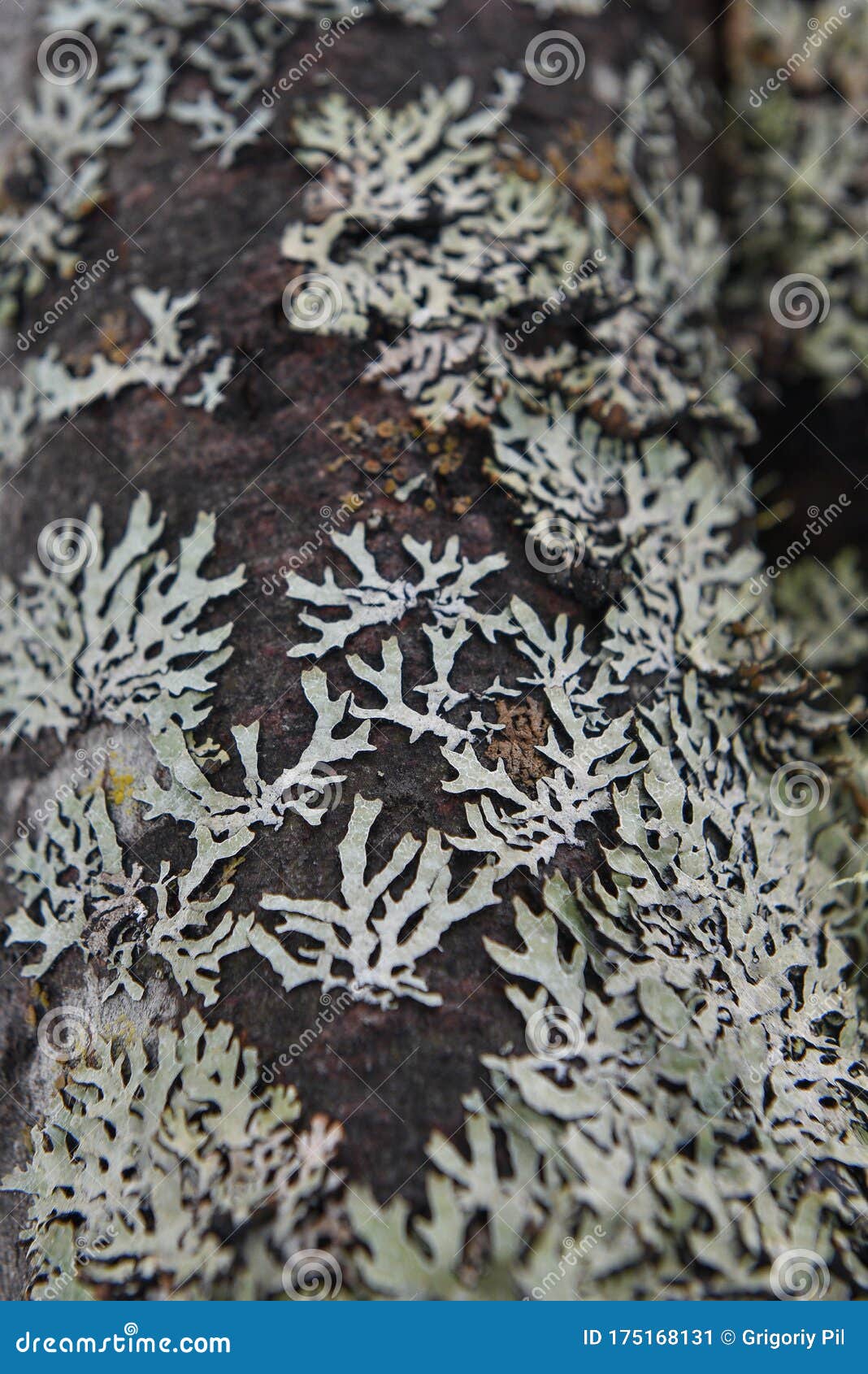 Willow tree bark stock image. Image of lichenberk, forest - 175168131