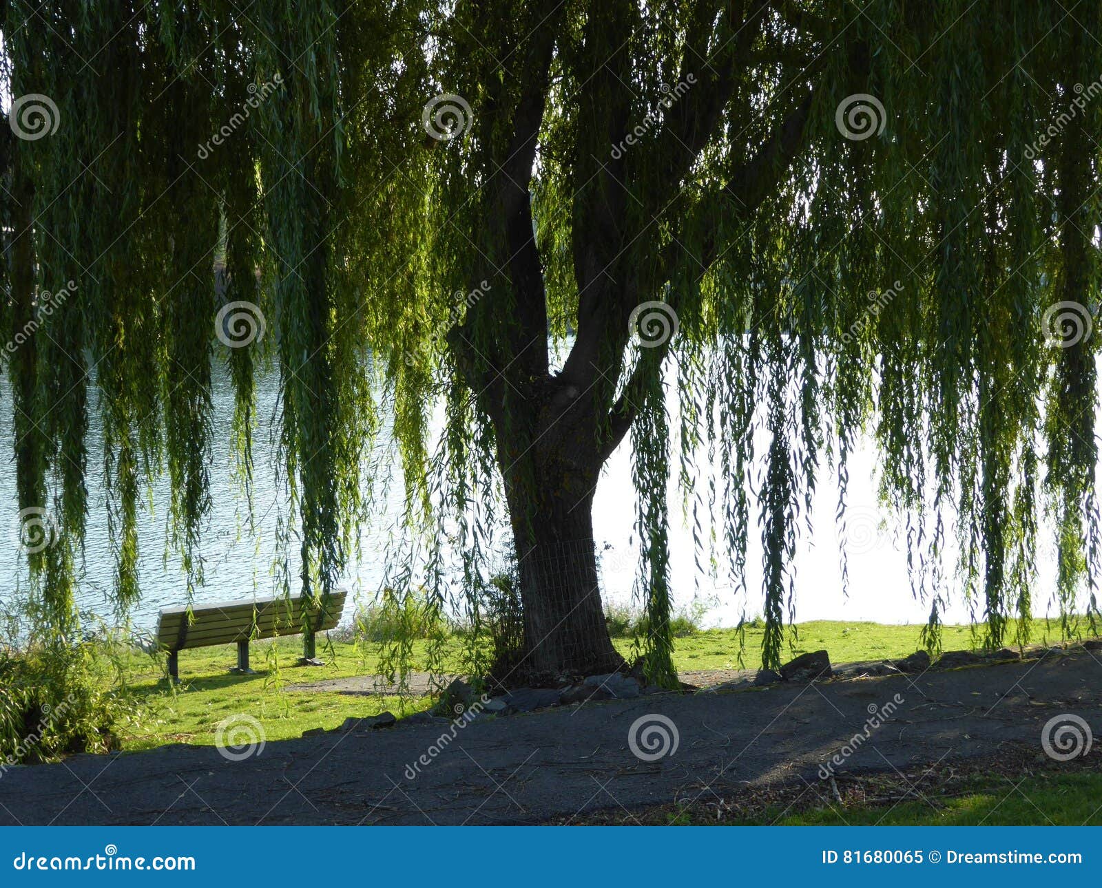 Willow Tree and Bench stock image. Image of breeze, green - 81680065