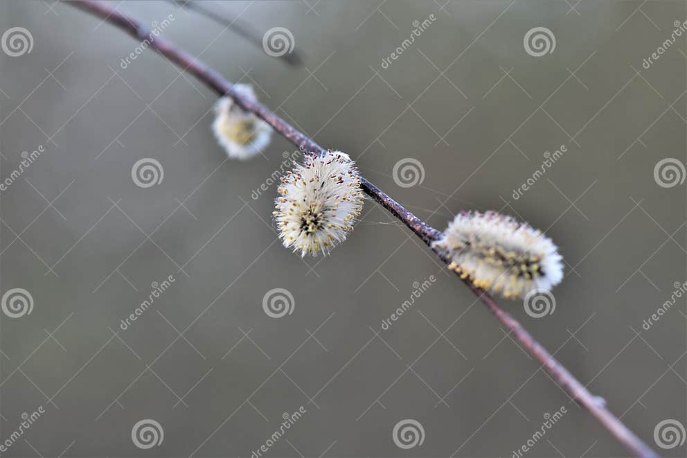 Willow Tree Bloom. Branch with Buds of a Willow Close Up Stock Image ...